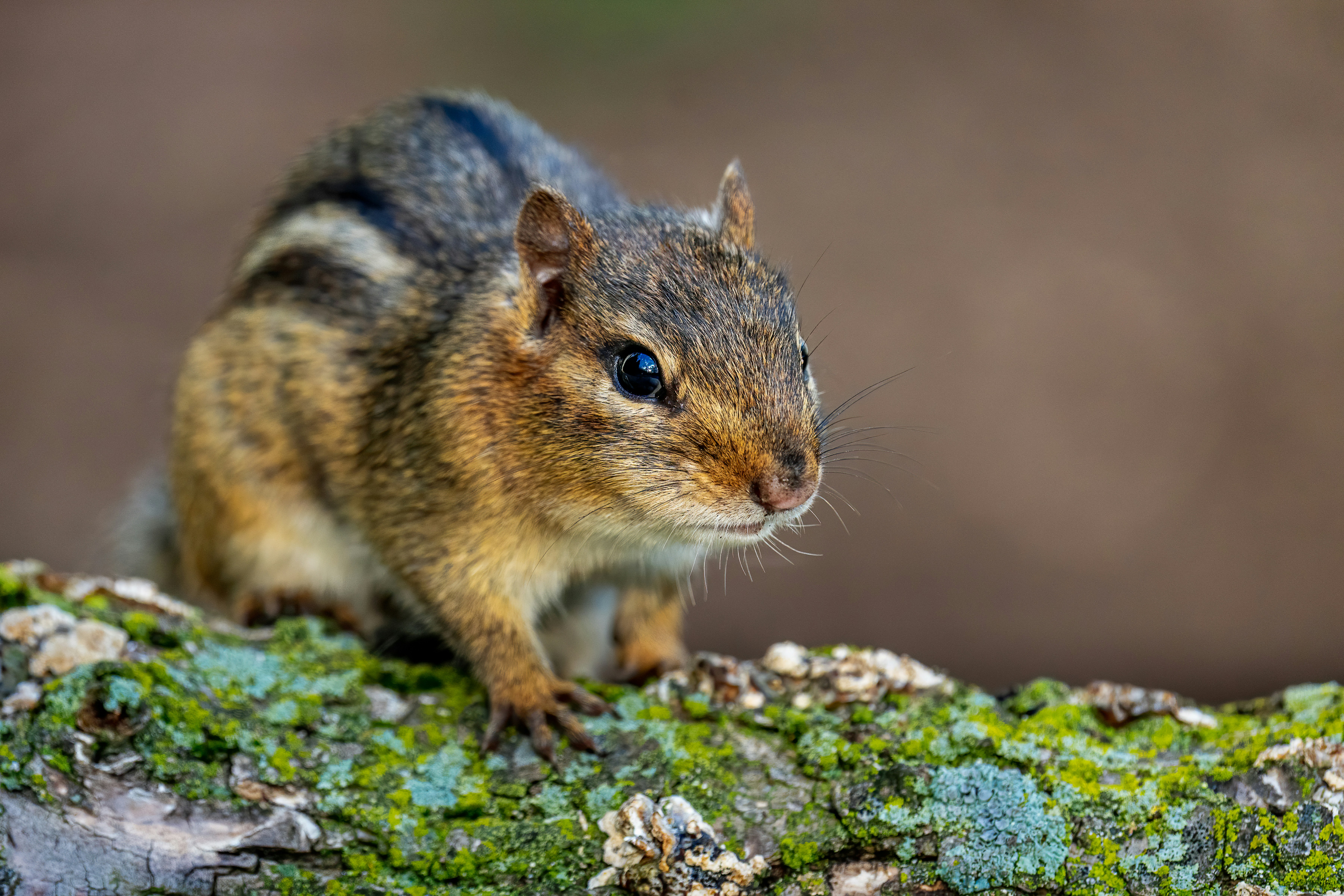 Un petit rongeur sur un rocher photo – Photo Animal Gratuite sur Unsplash