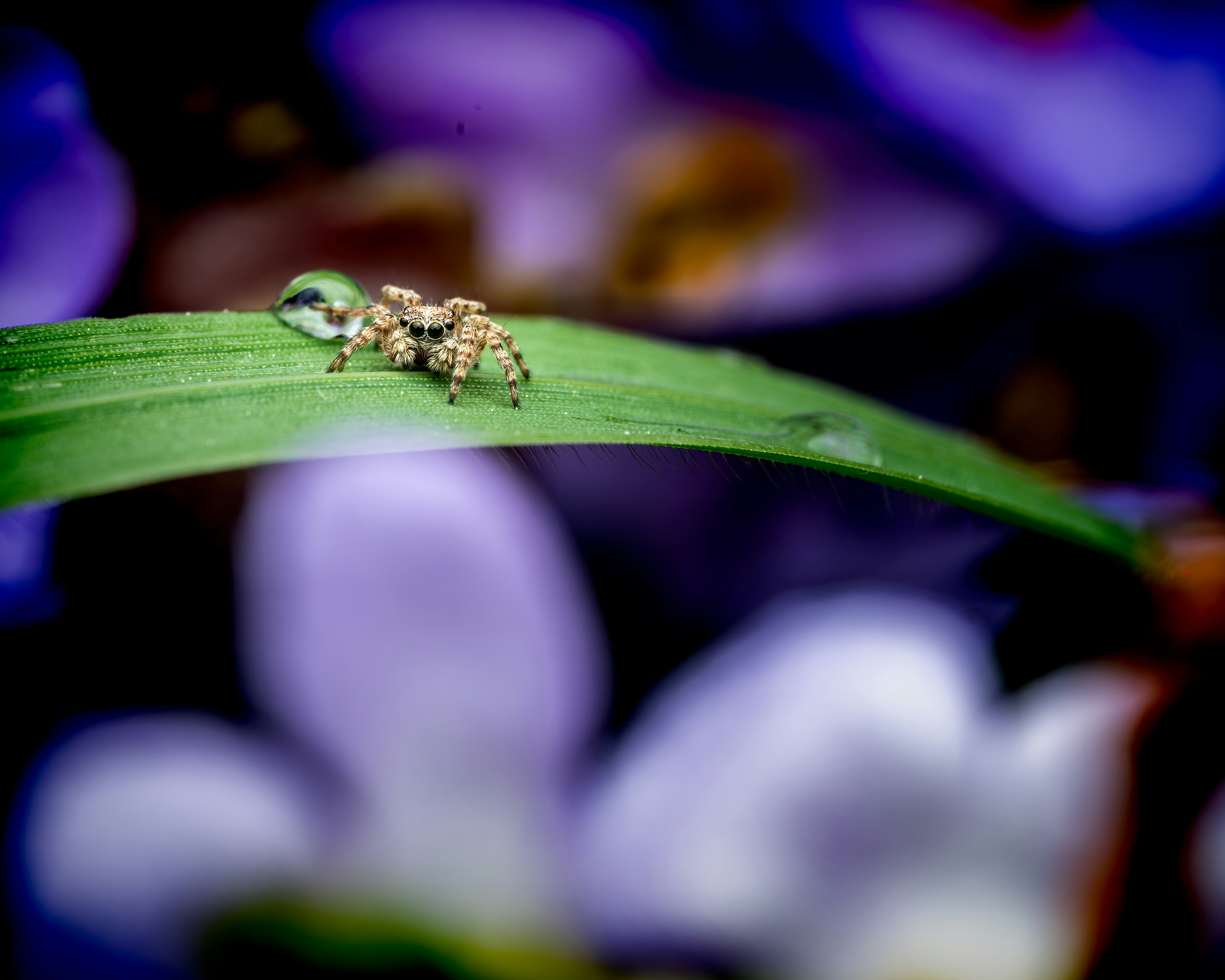 Tiny Acrobat: Jumping Spider on a Emerald Thread