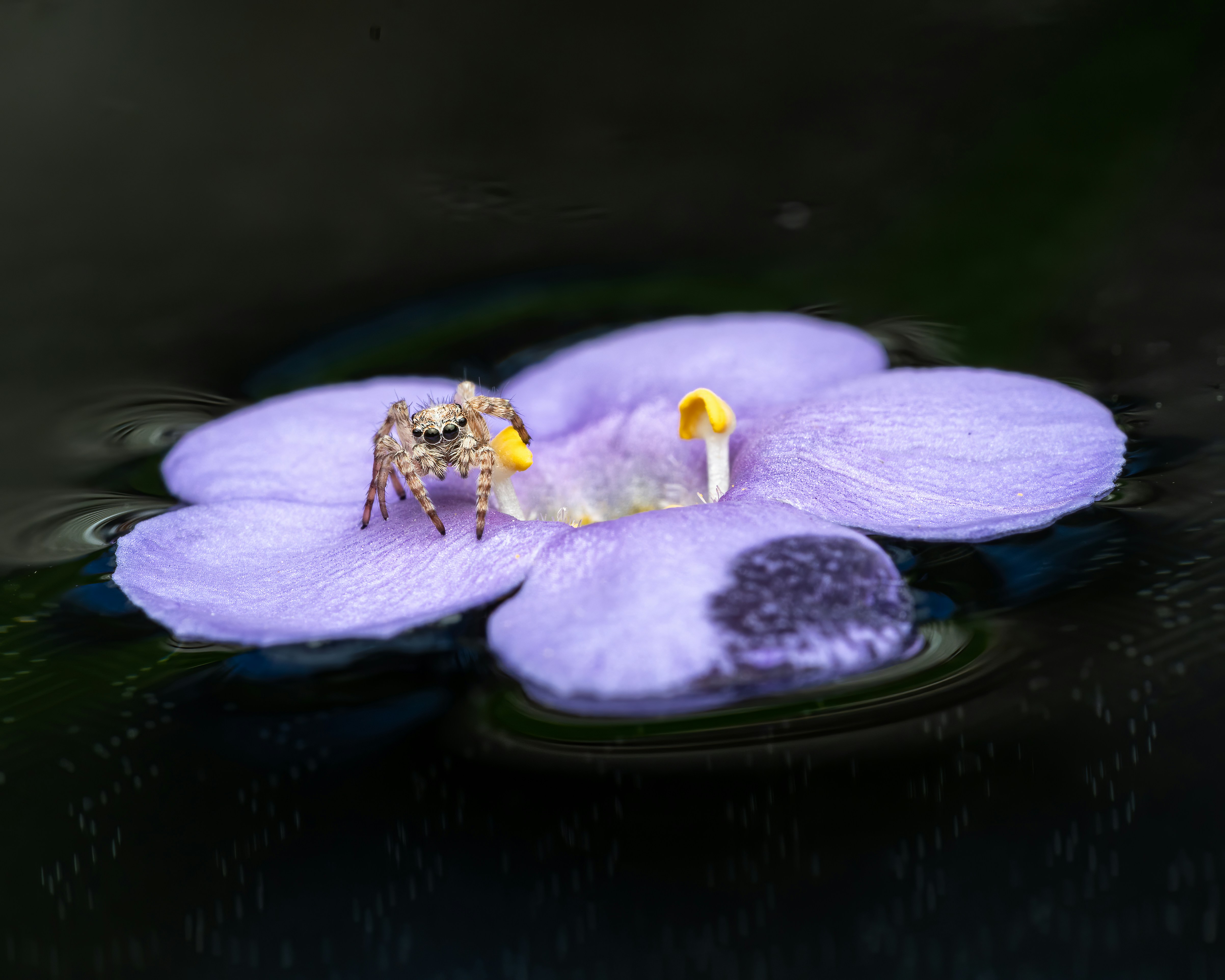 A small spider rests on a vibrant purple water lily, surrounded by rippling water. The contrast between the delicate flower and the spider highlights the intricate relationships in nature.