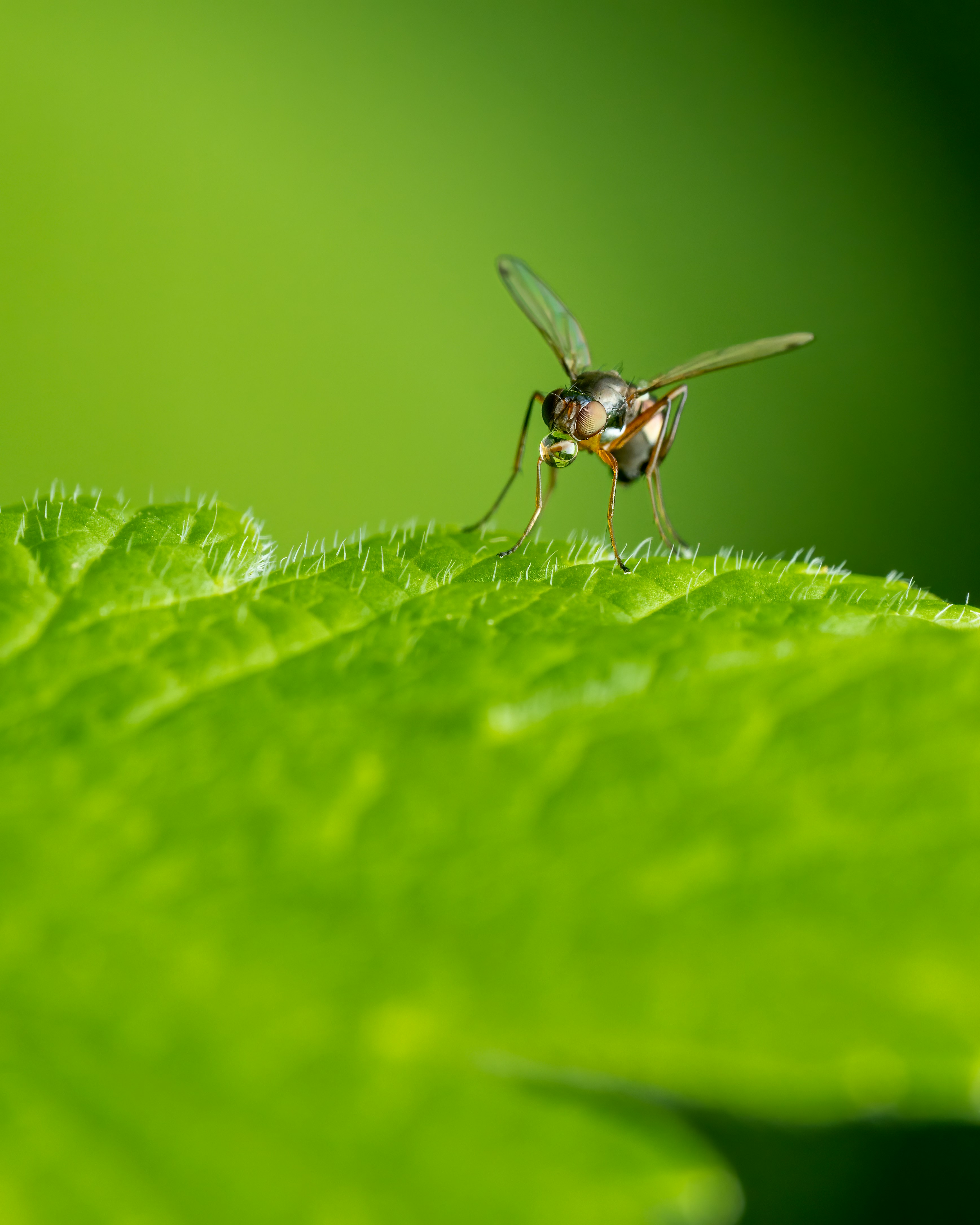 Gros plan d’une mouche photo – Photo Animal Gratuite sur Unsplash