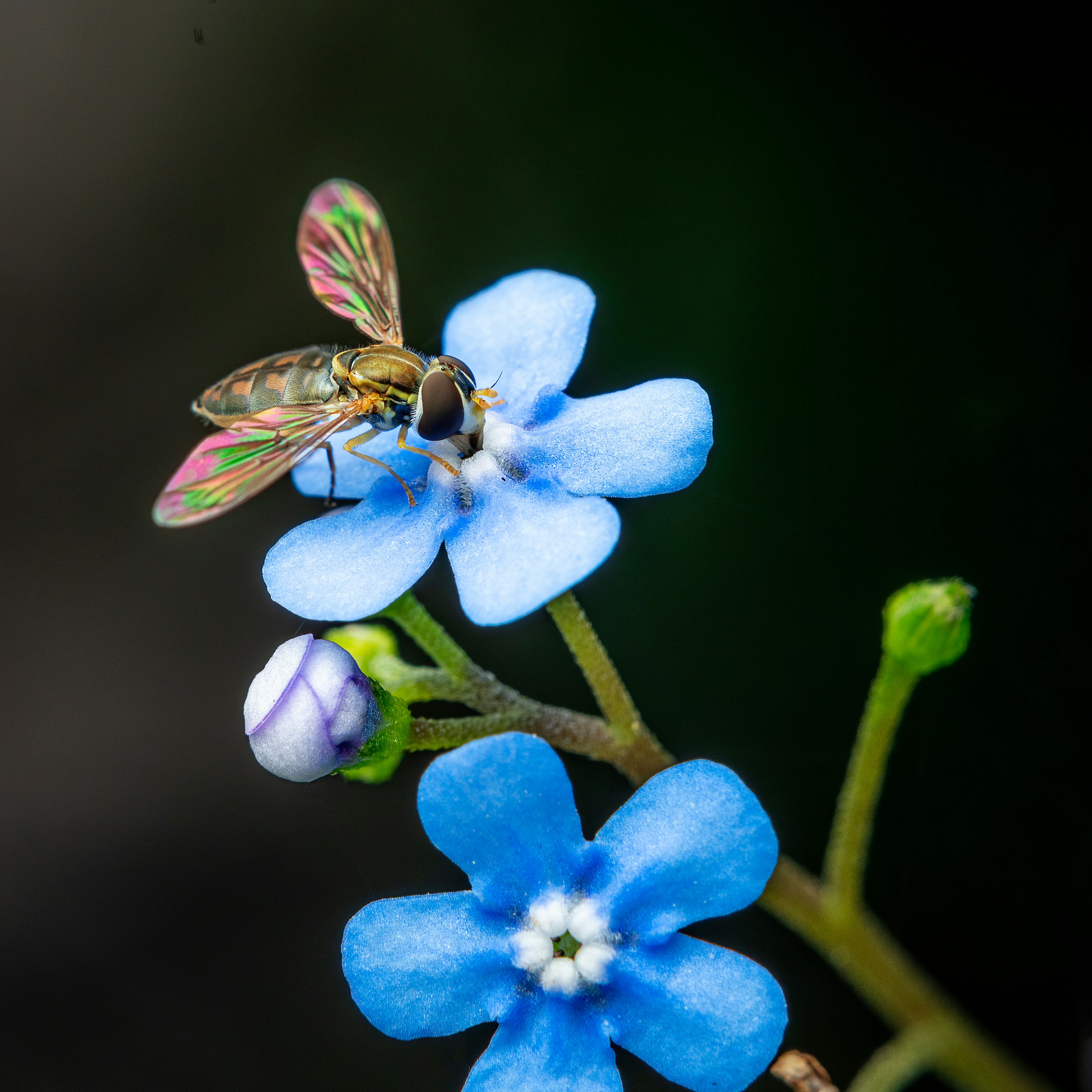 a couple of butterflies on a flower