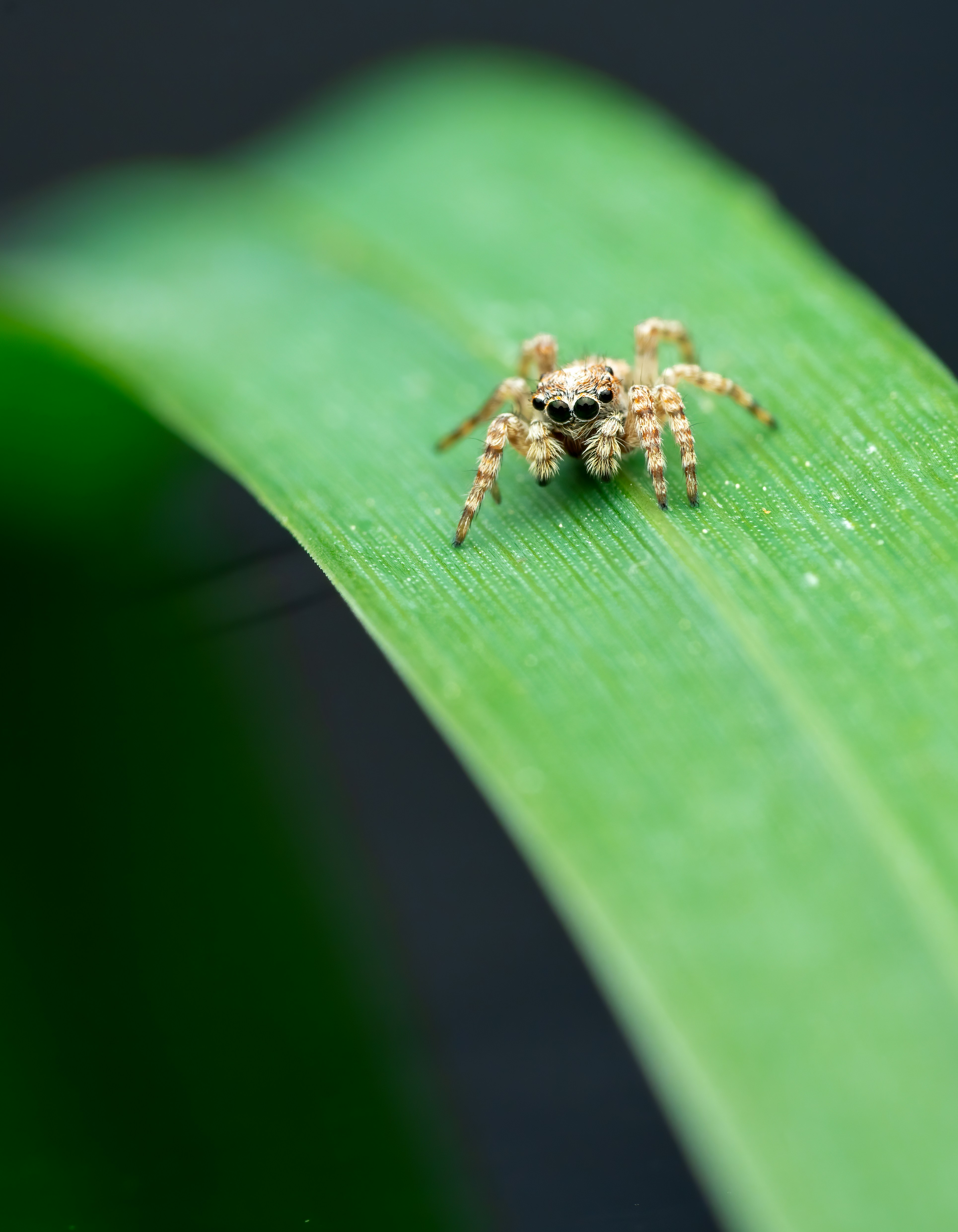 Front-Row Jump: A Tiny Jumping Spider Commands a Green Stage