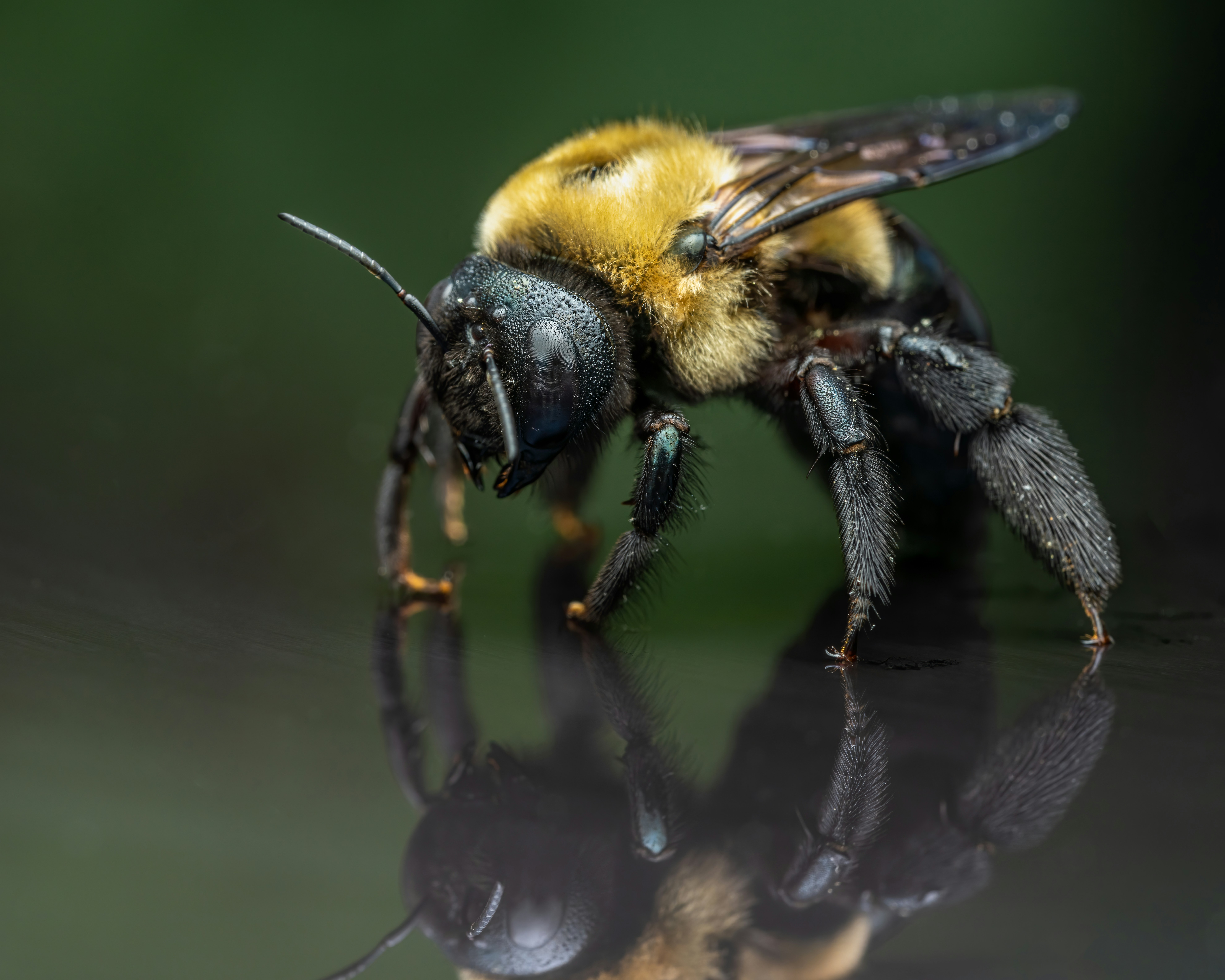 Crystalline Stare: A Bumblebee at the Edge of a Quiet Mirror