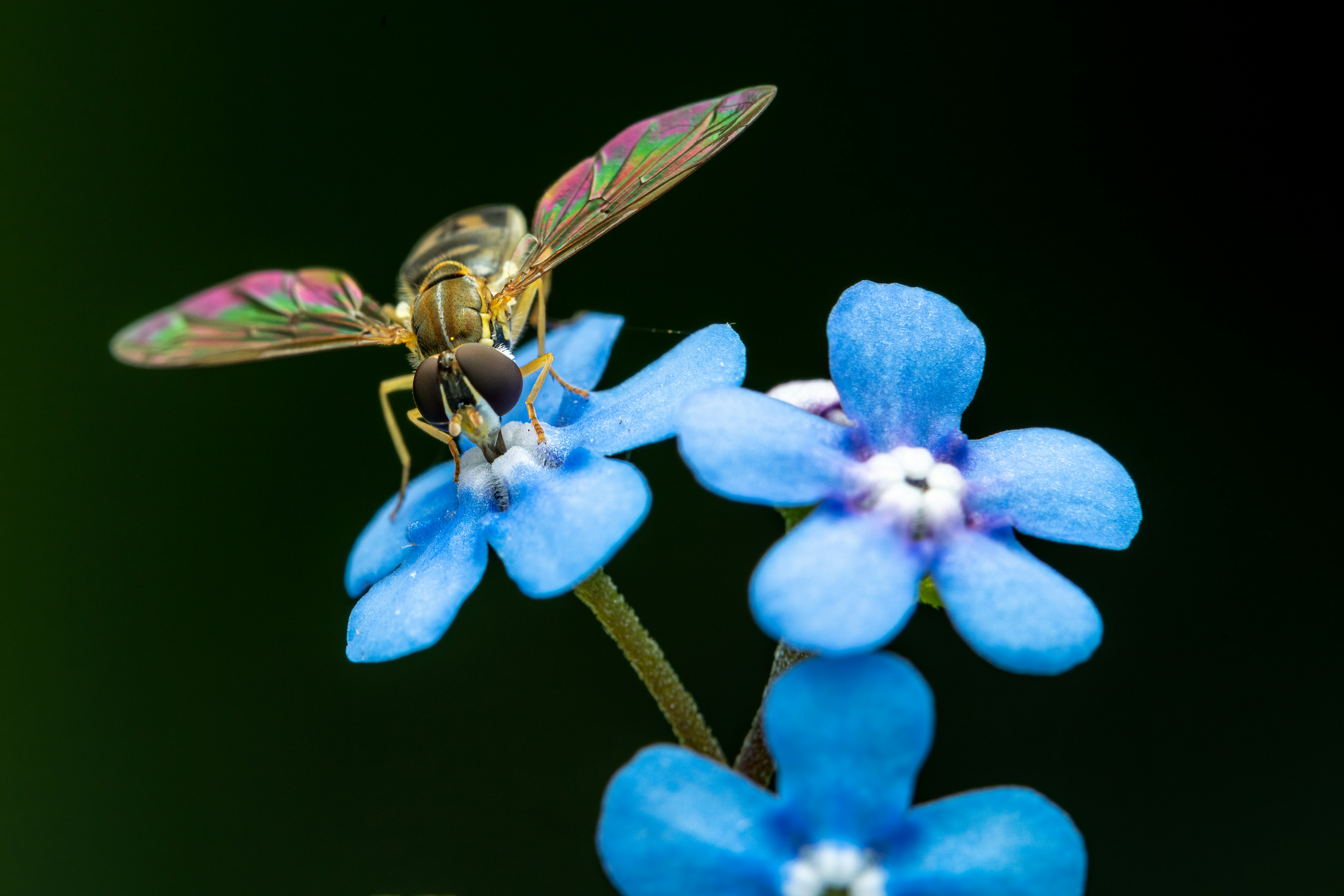 a bee on a flower