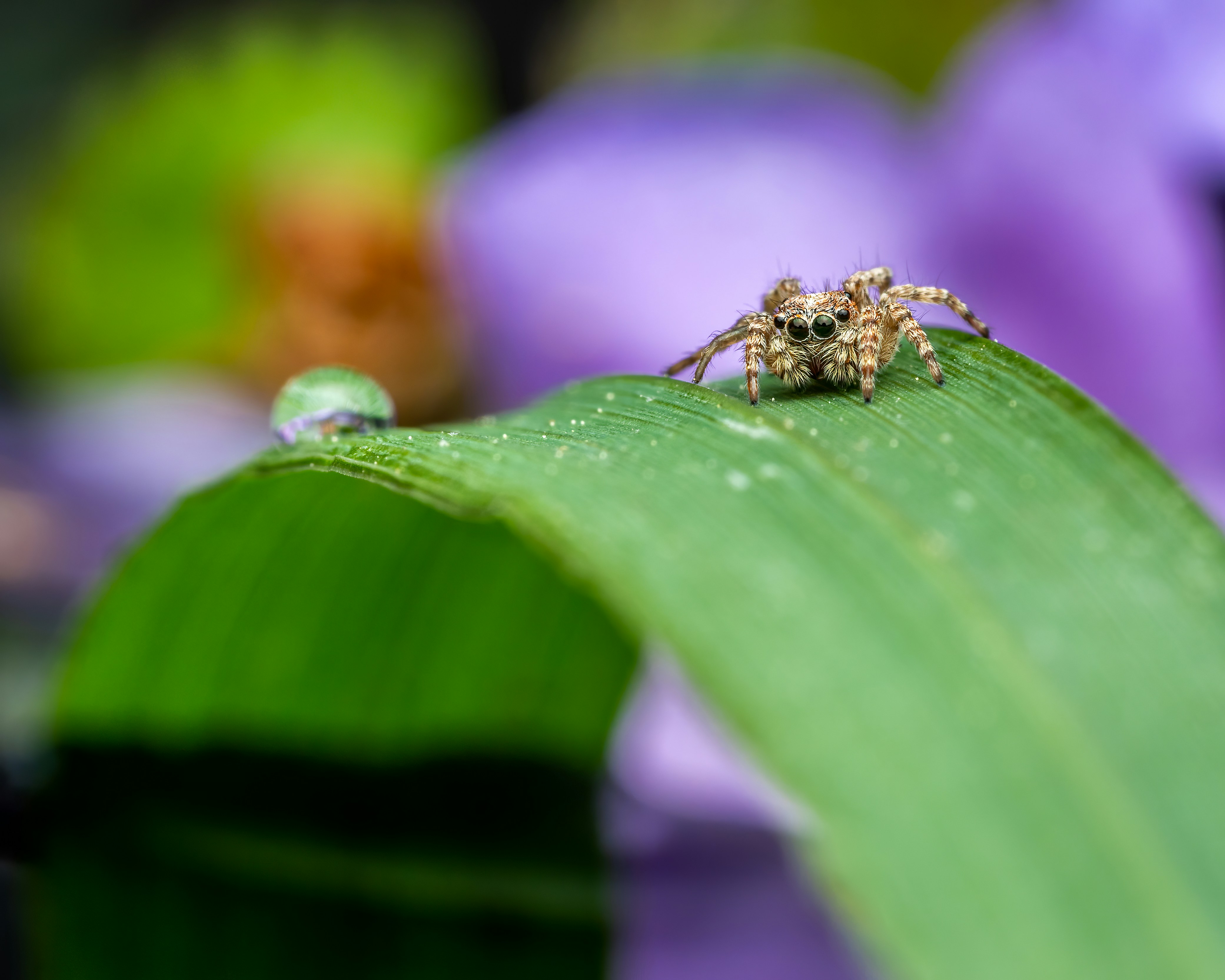 a small insect on a leaf