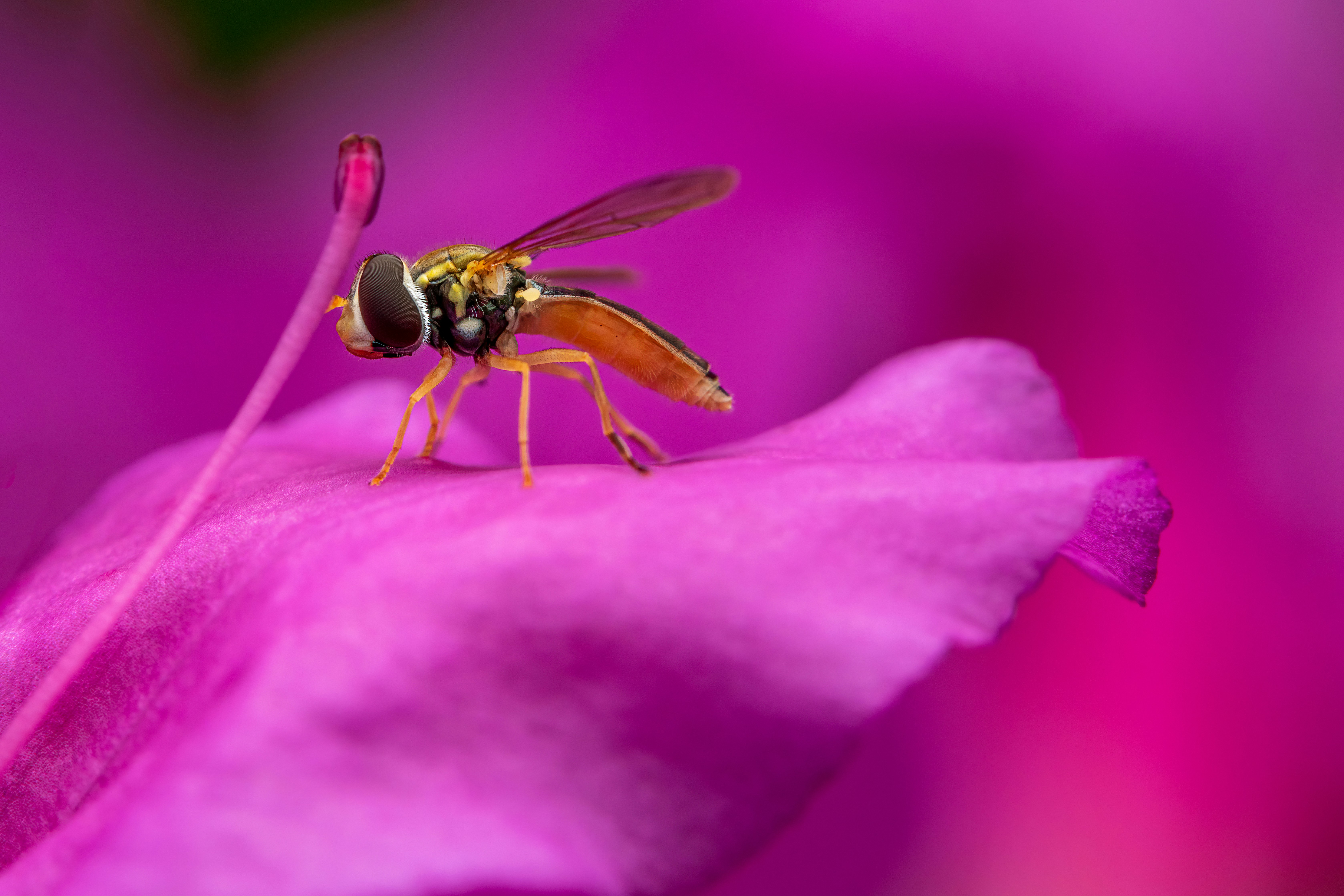 a bee on a flower