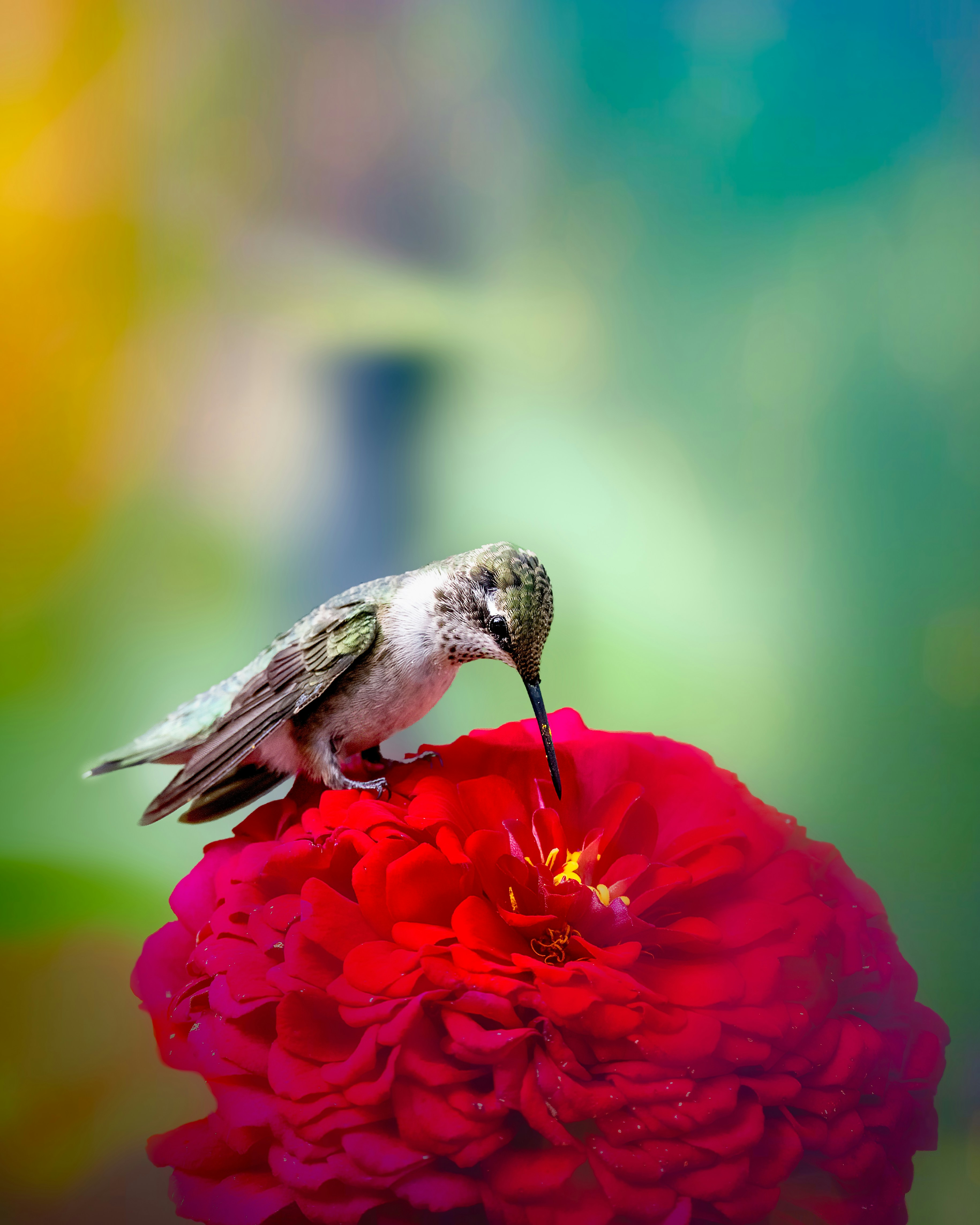 A bird on a flower photo – Free Bird Image on Unsplash