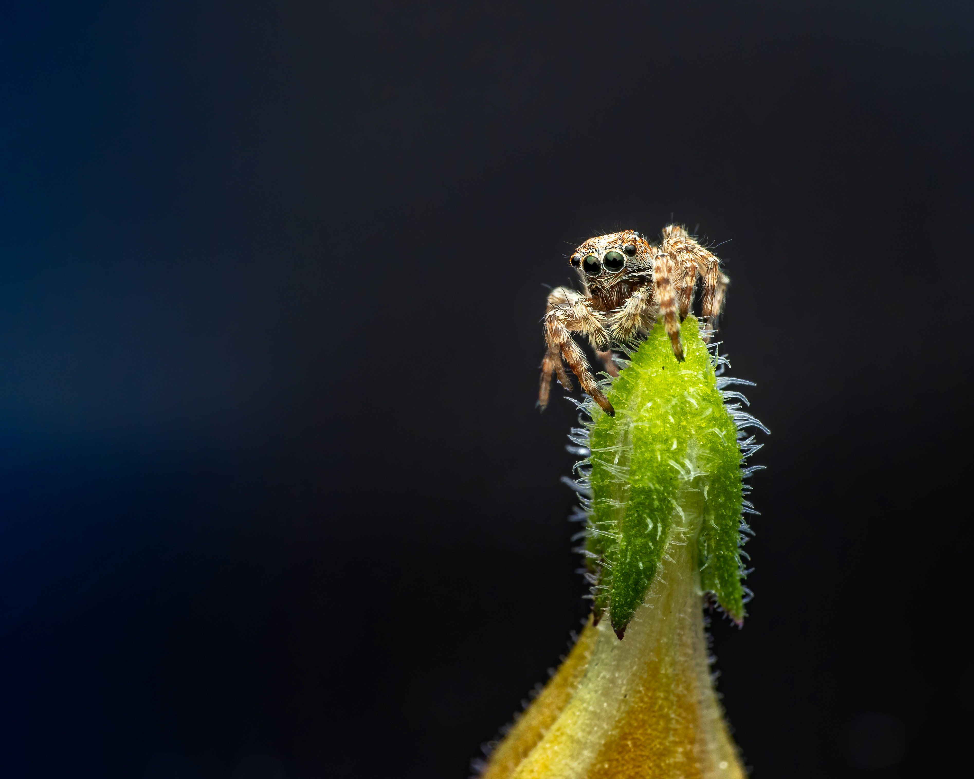 a bee on a person's head