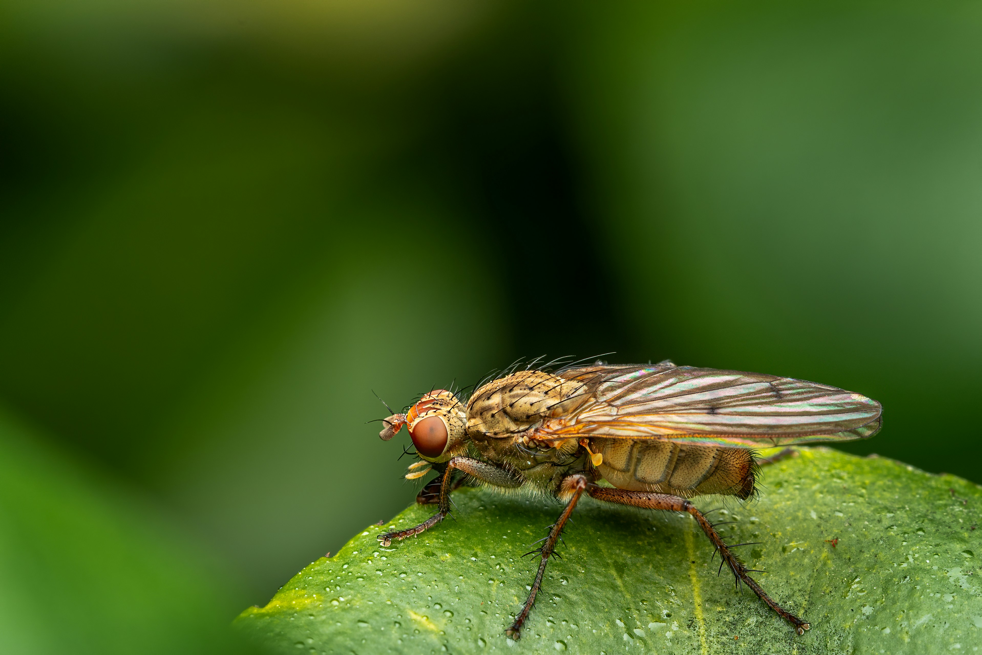 Un insecte sur une feuille photo – Photo Animal Gratuite sur Unsplash