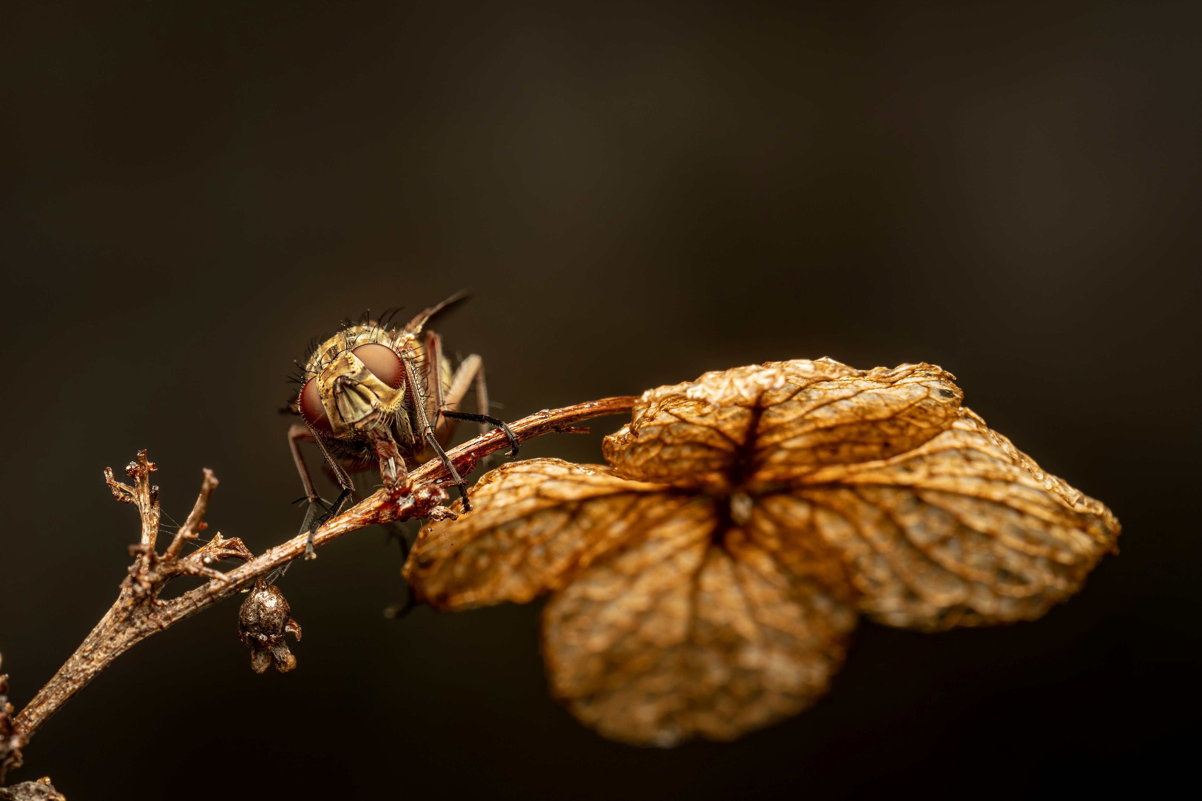 Un bug sur une branche photo – Photo Brun Gratuite sur Unsplash