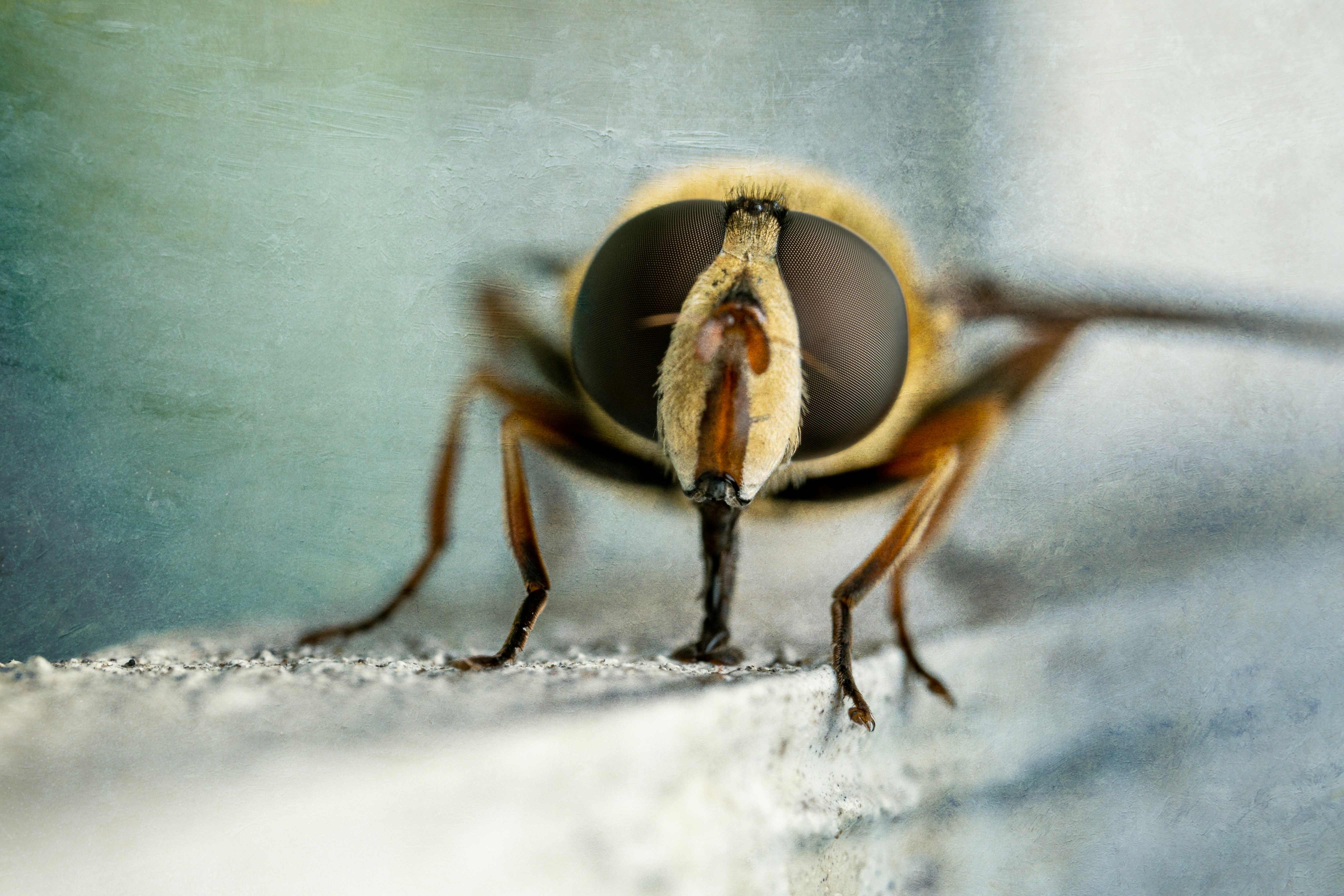 a close up of a spider