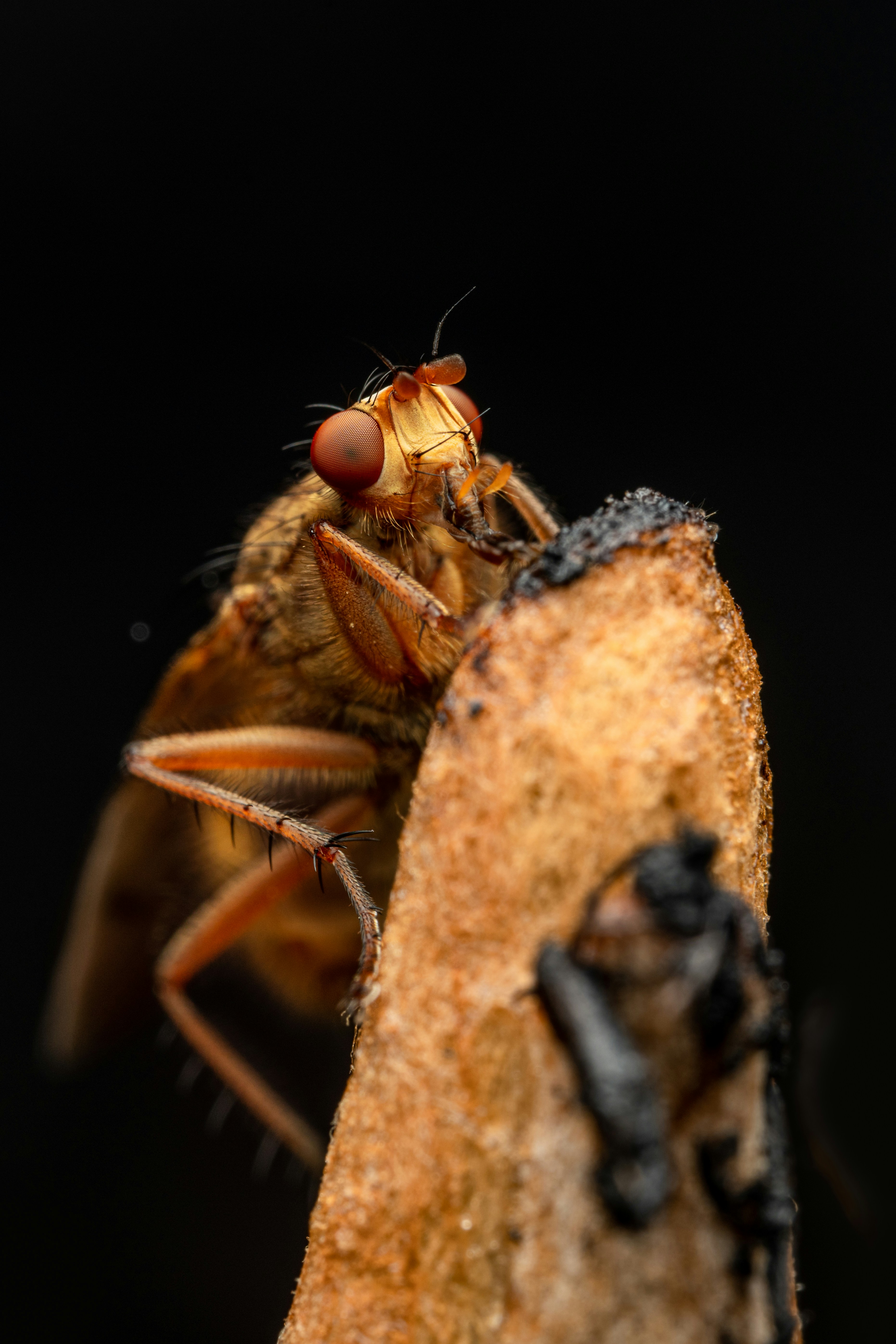 a close up of a bug