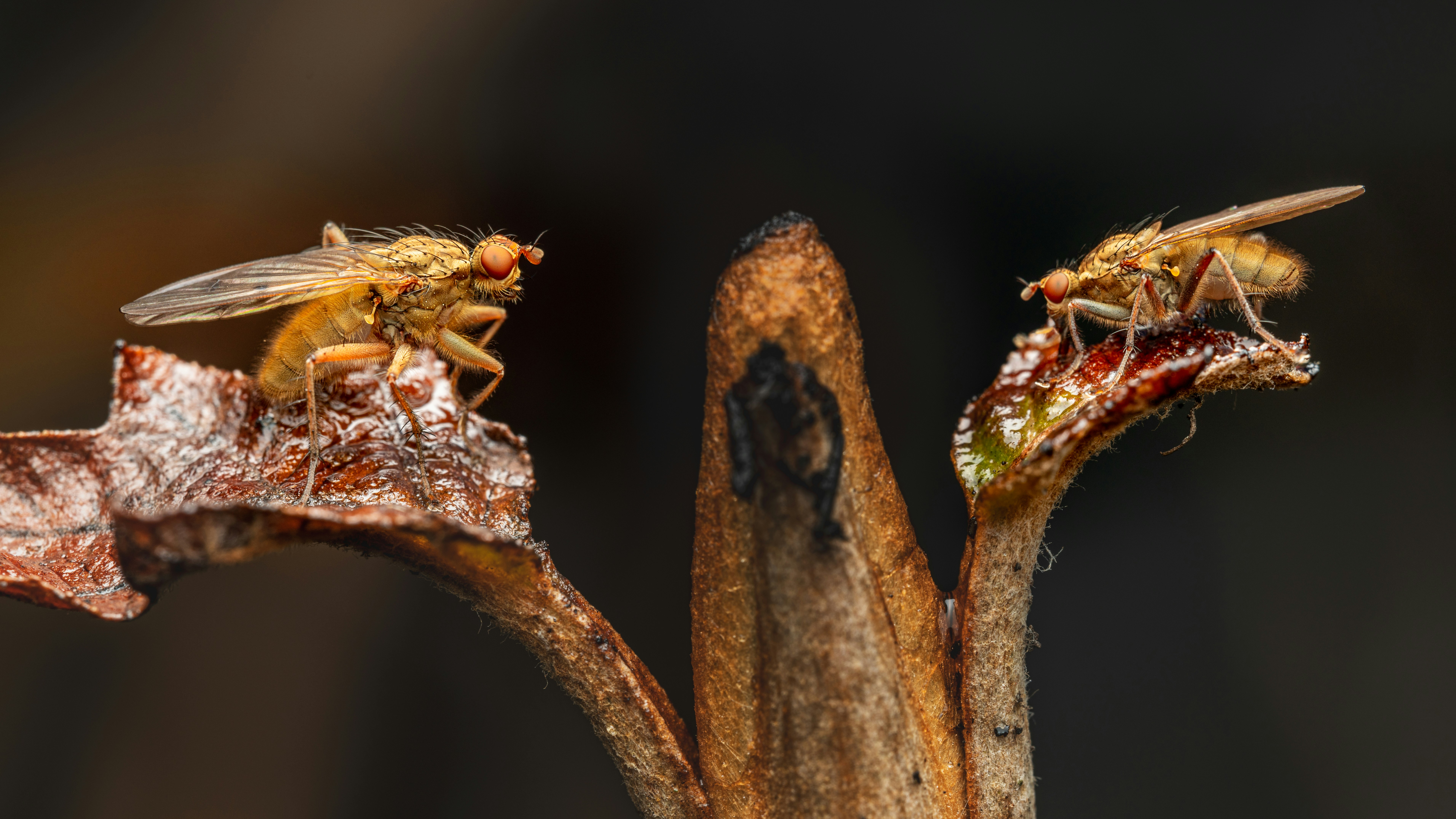 a bee on a branch