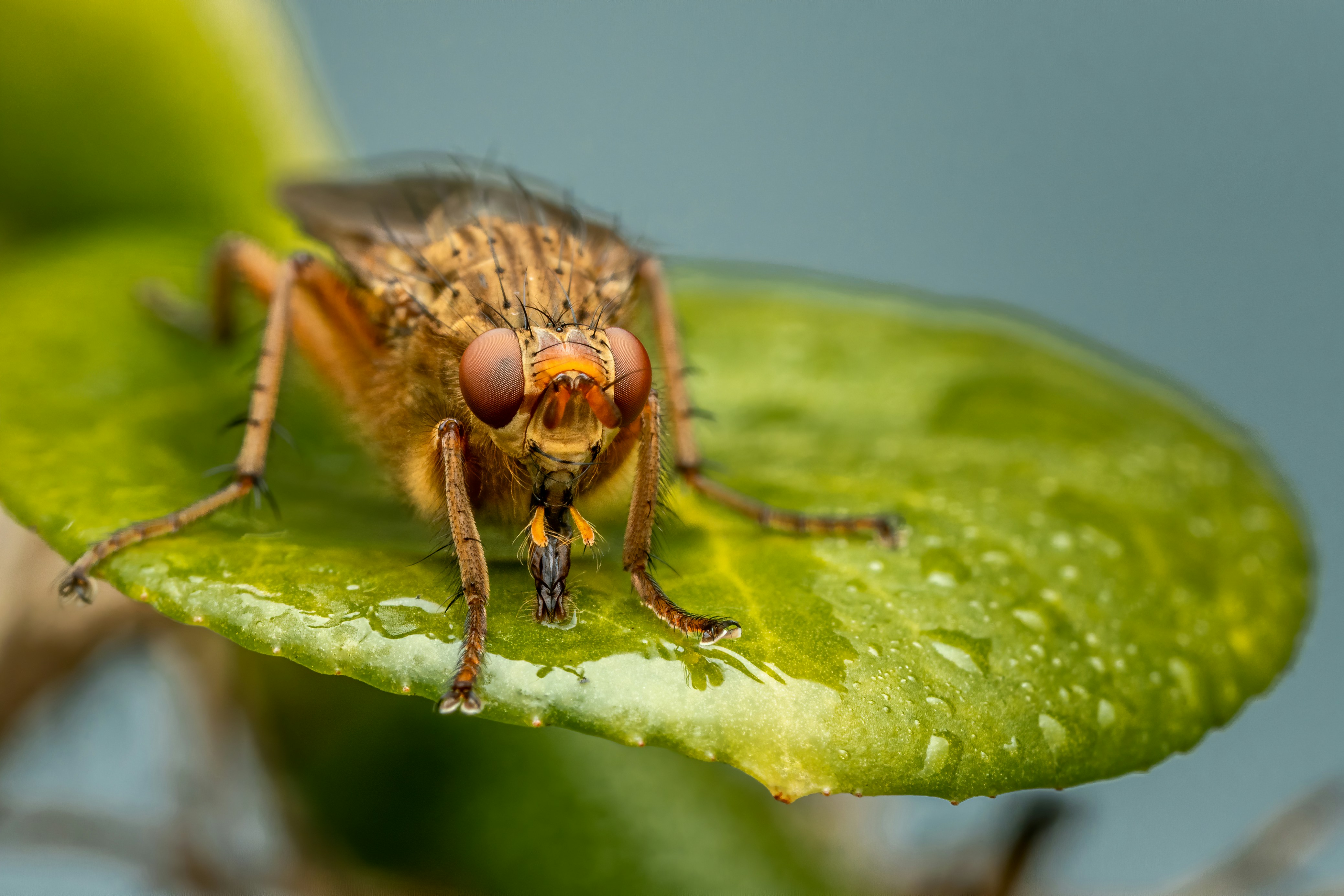 A close up of a fly photo – Free Insect Image on Unsplash