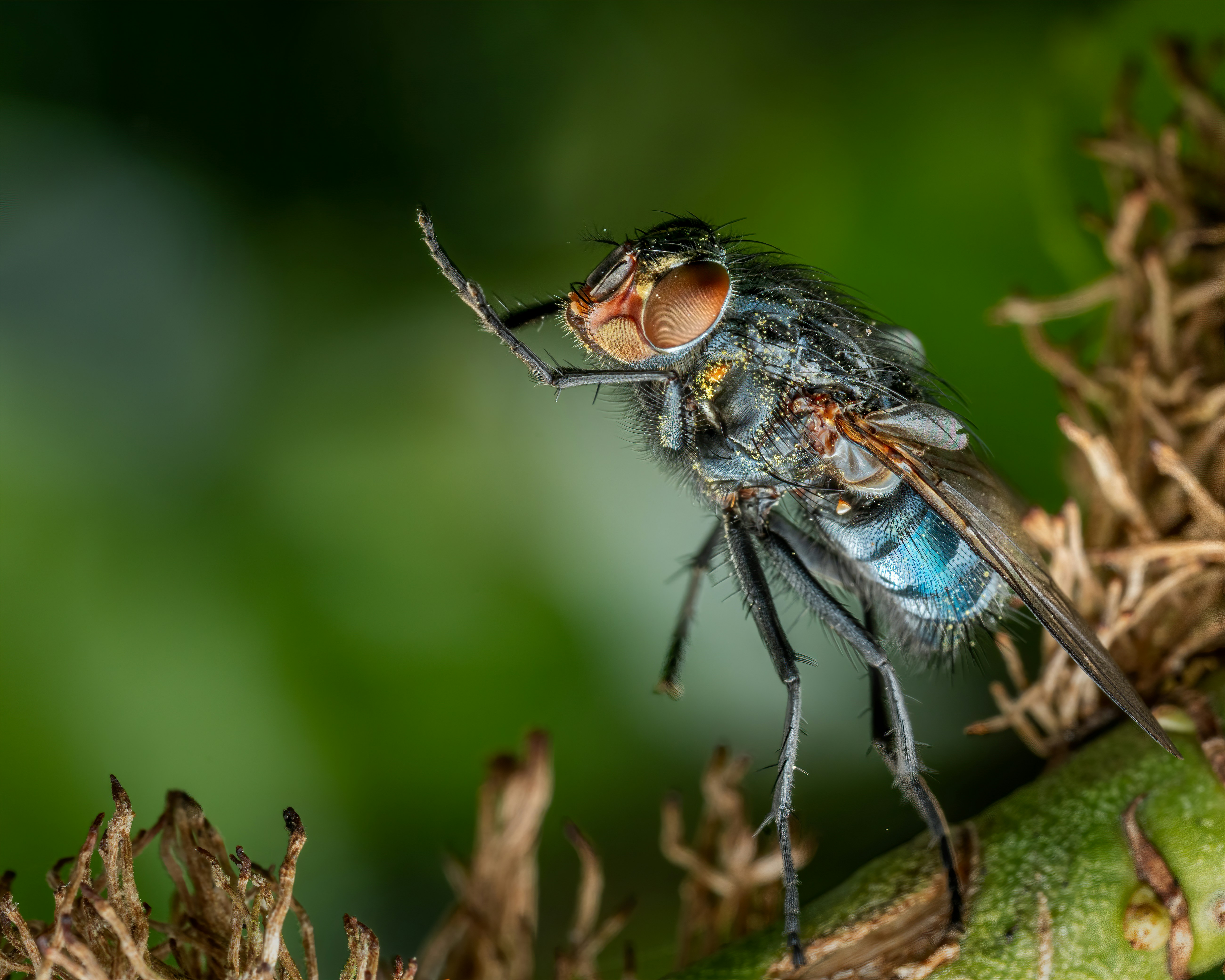 A close up of a fly photo – Free Photo Image on Unsplash