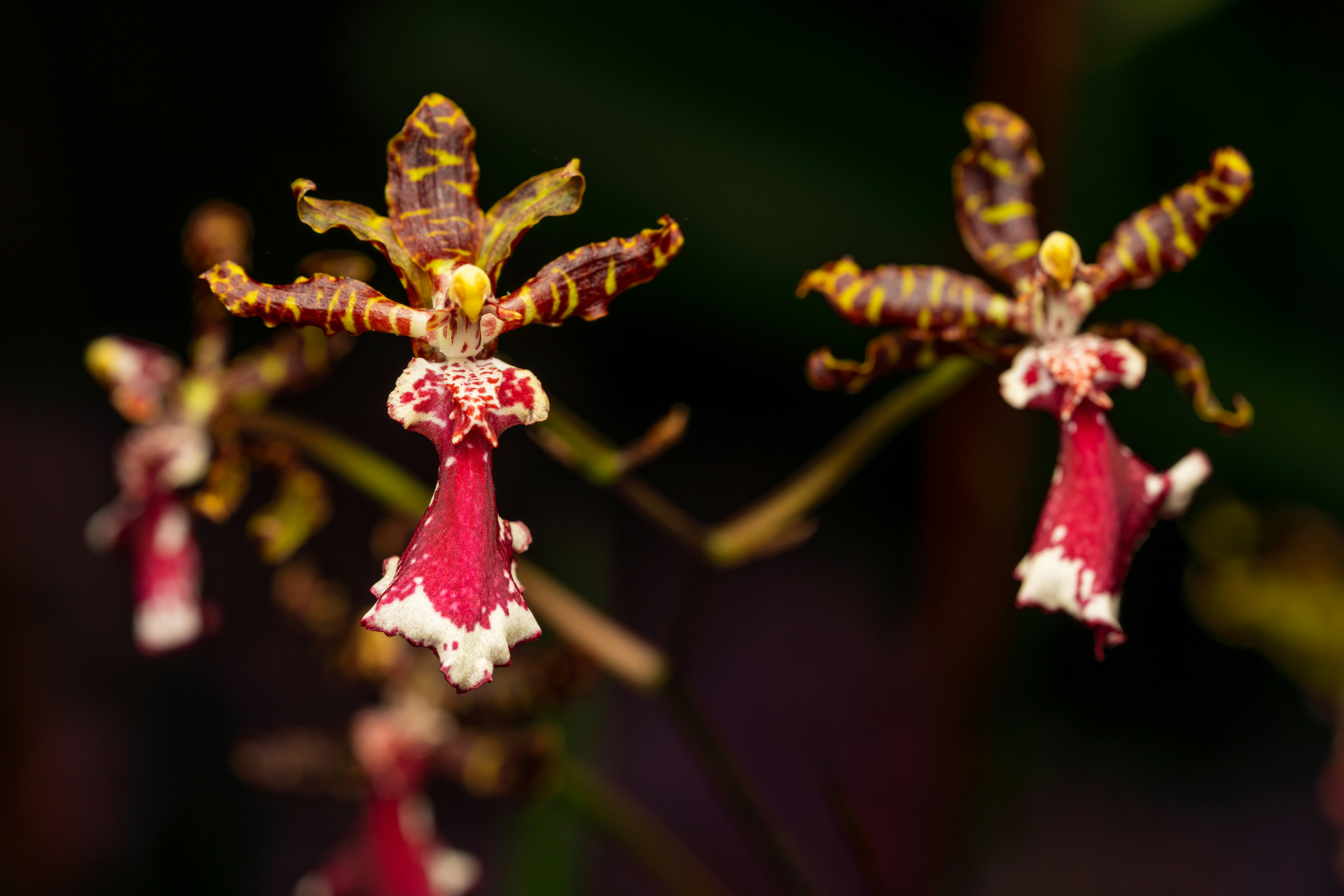 a close up of a plant