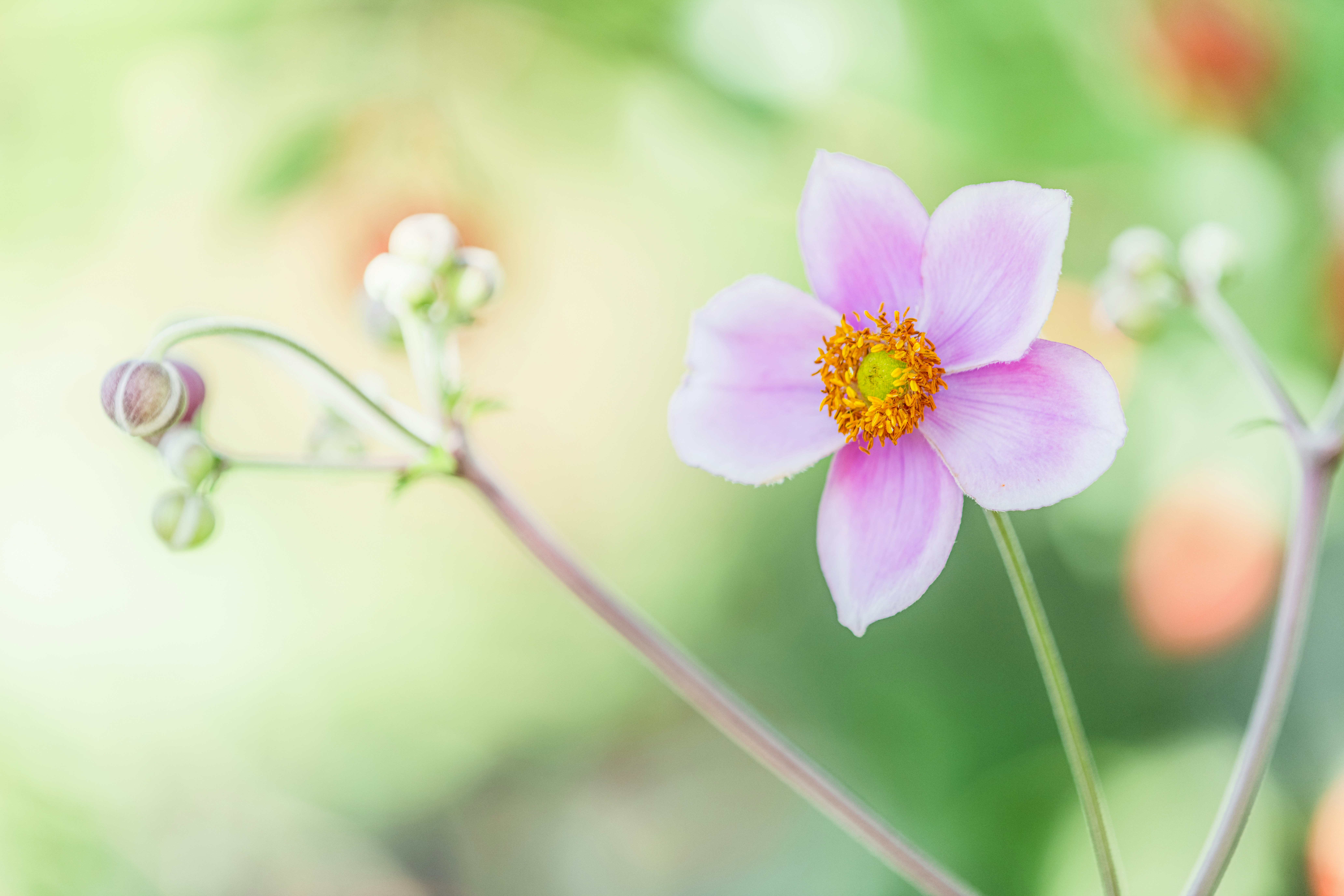 Gros plan d’une fleur photo – Photo Anthère Gratuite sur Unsplash