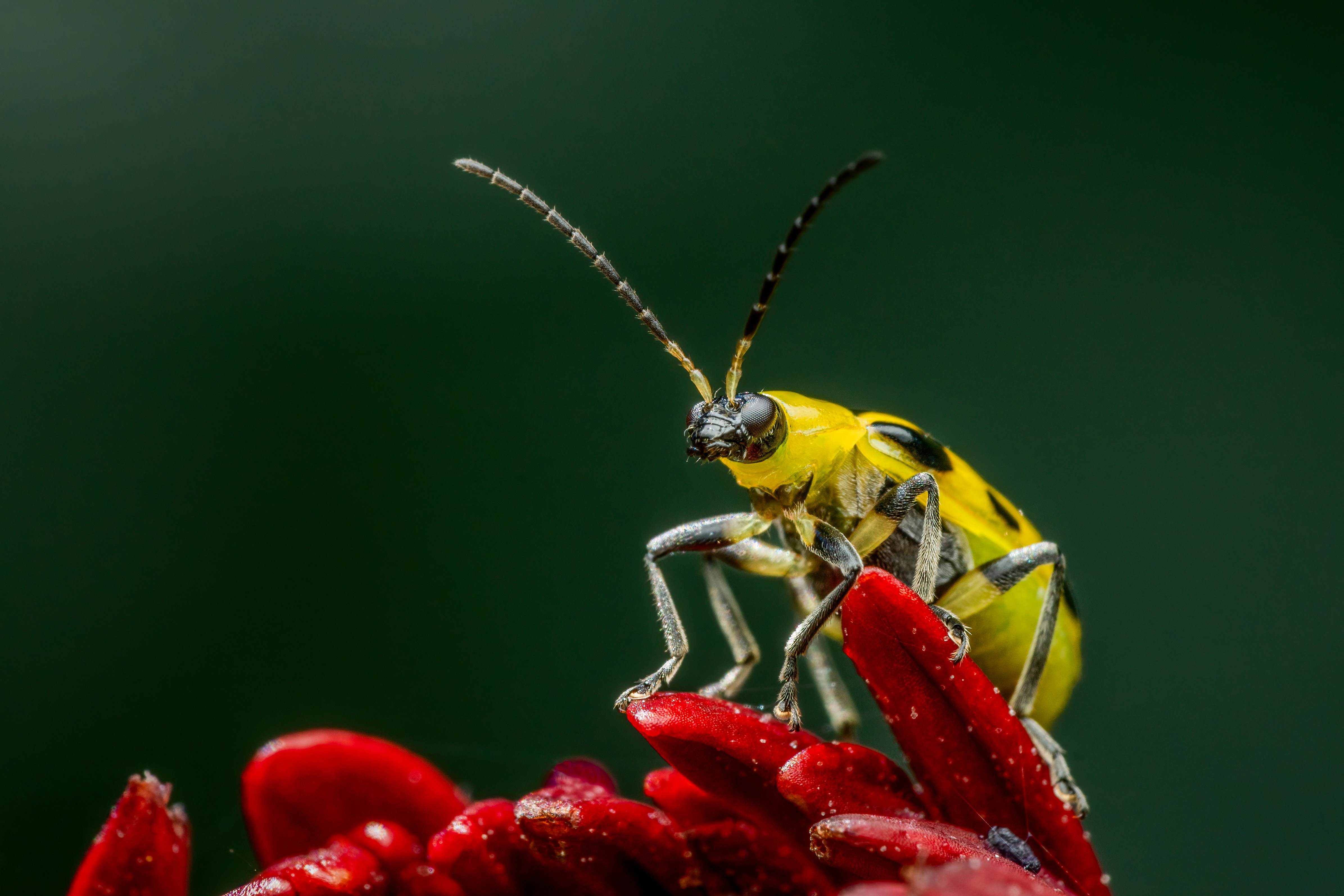 Foto Un insecto amarillo en una flor roja – Imagen Insecto gratis en ...