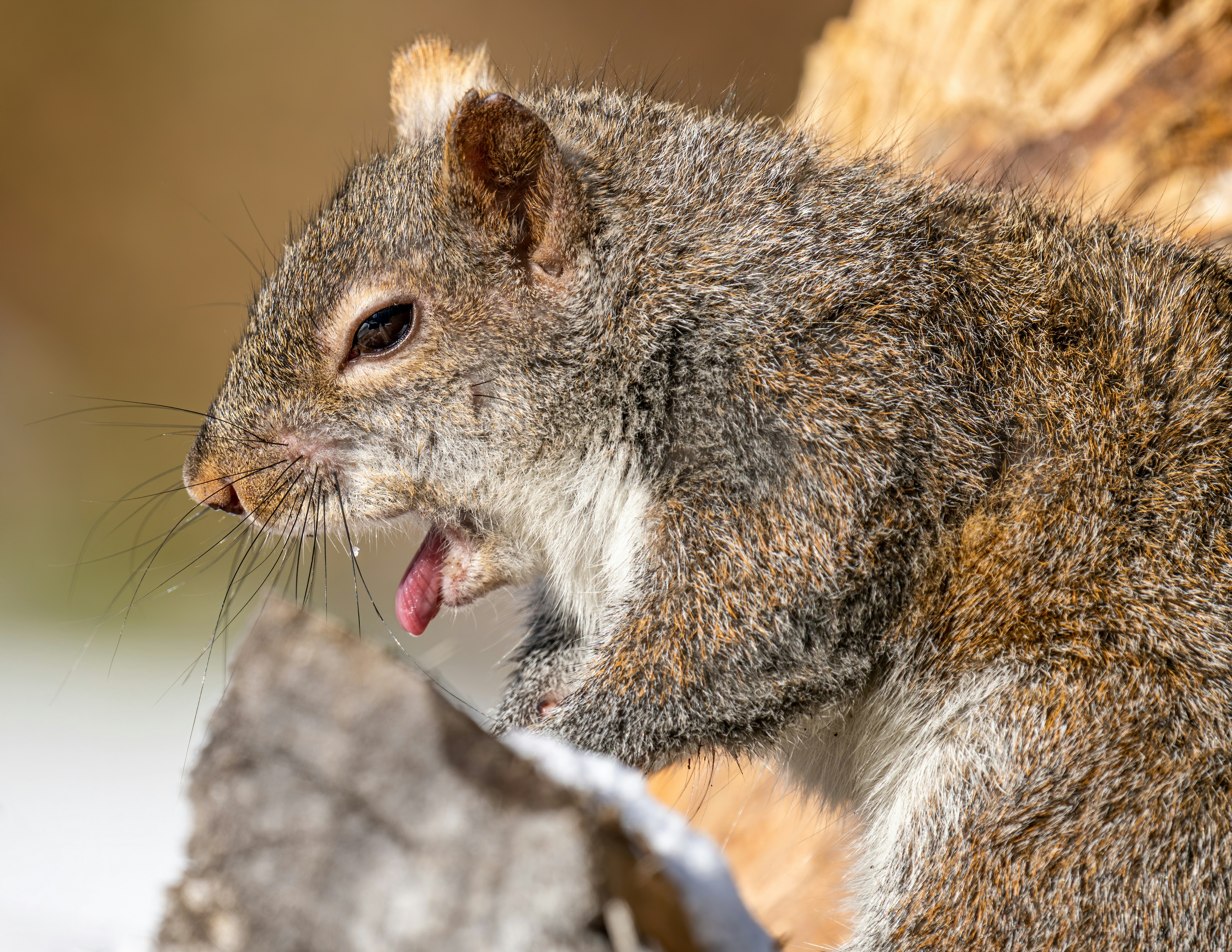 Una ardilla con la boca abierta foto – Imagen de Rata gratuita en Unsplash