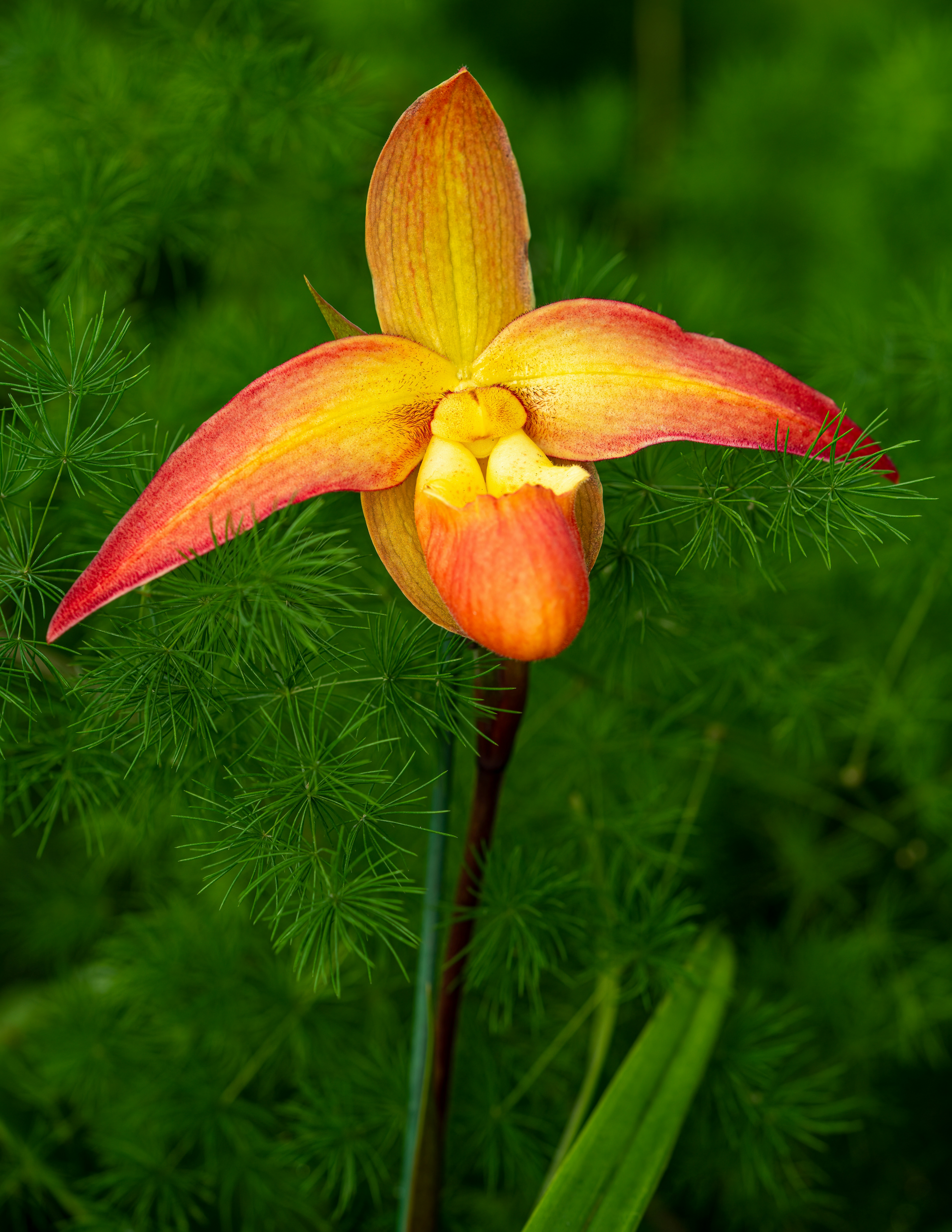 Amber slipper orchid: Sun-Kissed Bloom Among Whispering Pine Greens