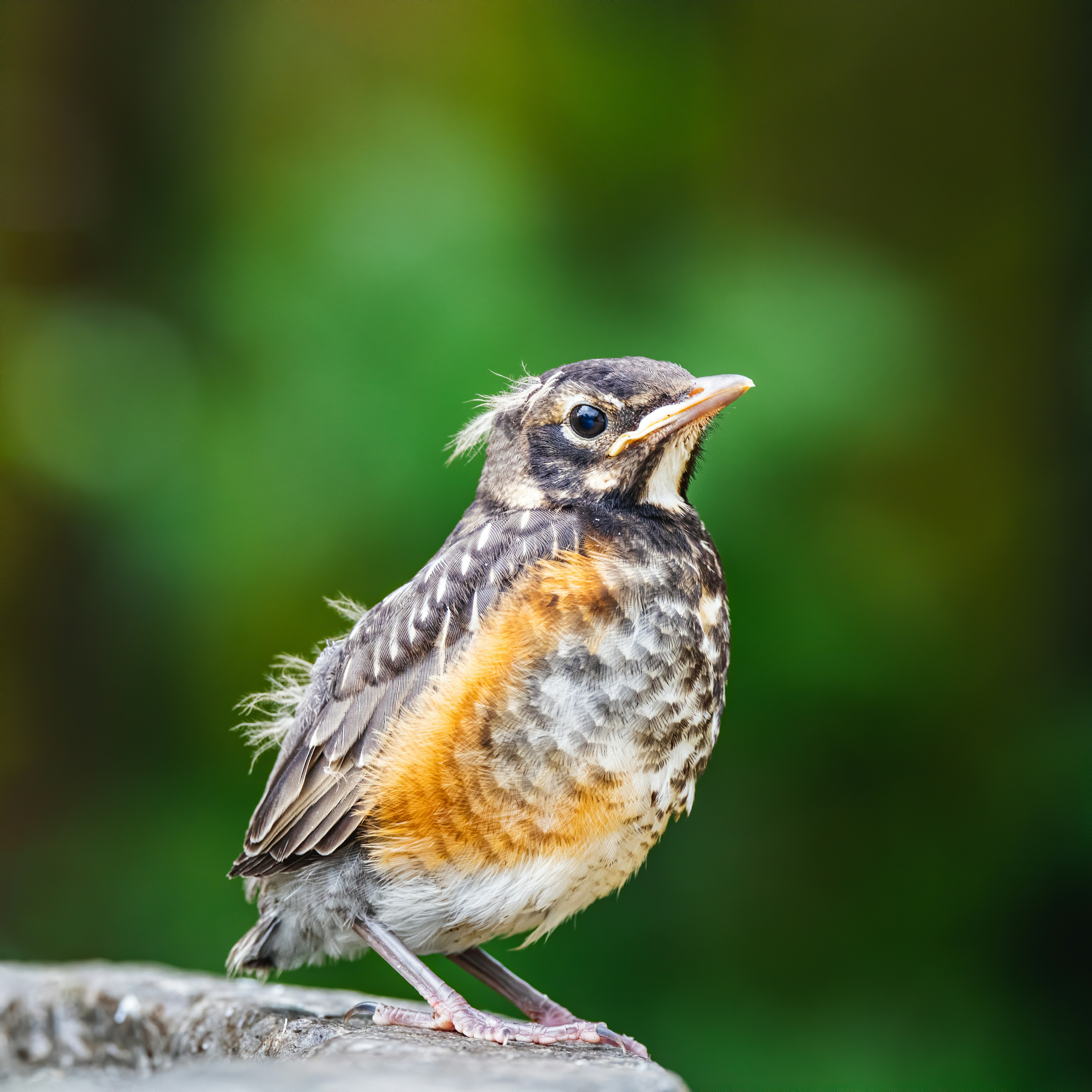 a bird with a small beak