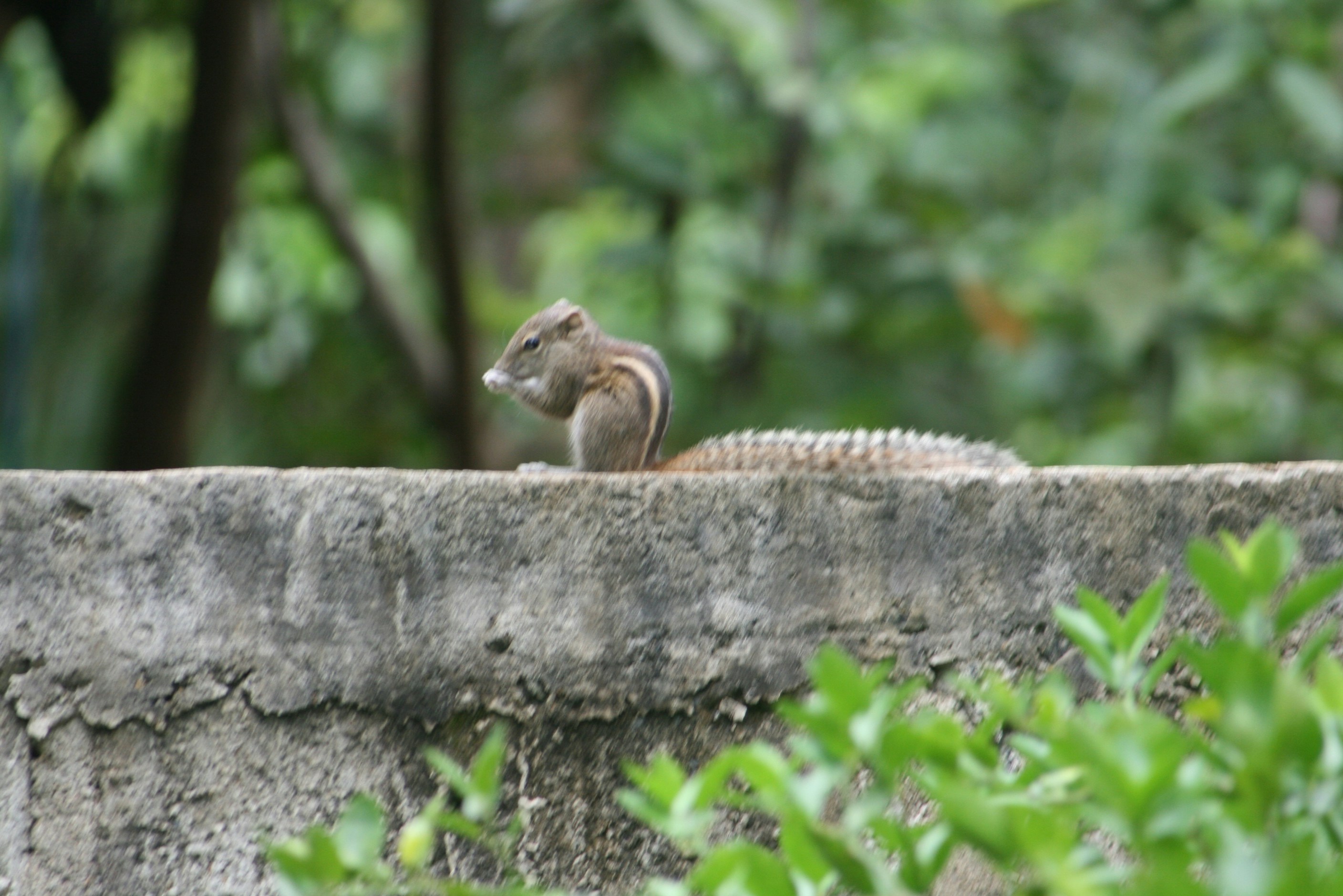Squirrel on a weathered ledge: a moment of quiet interruption