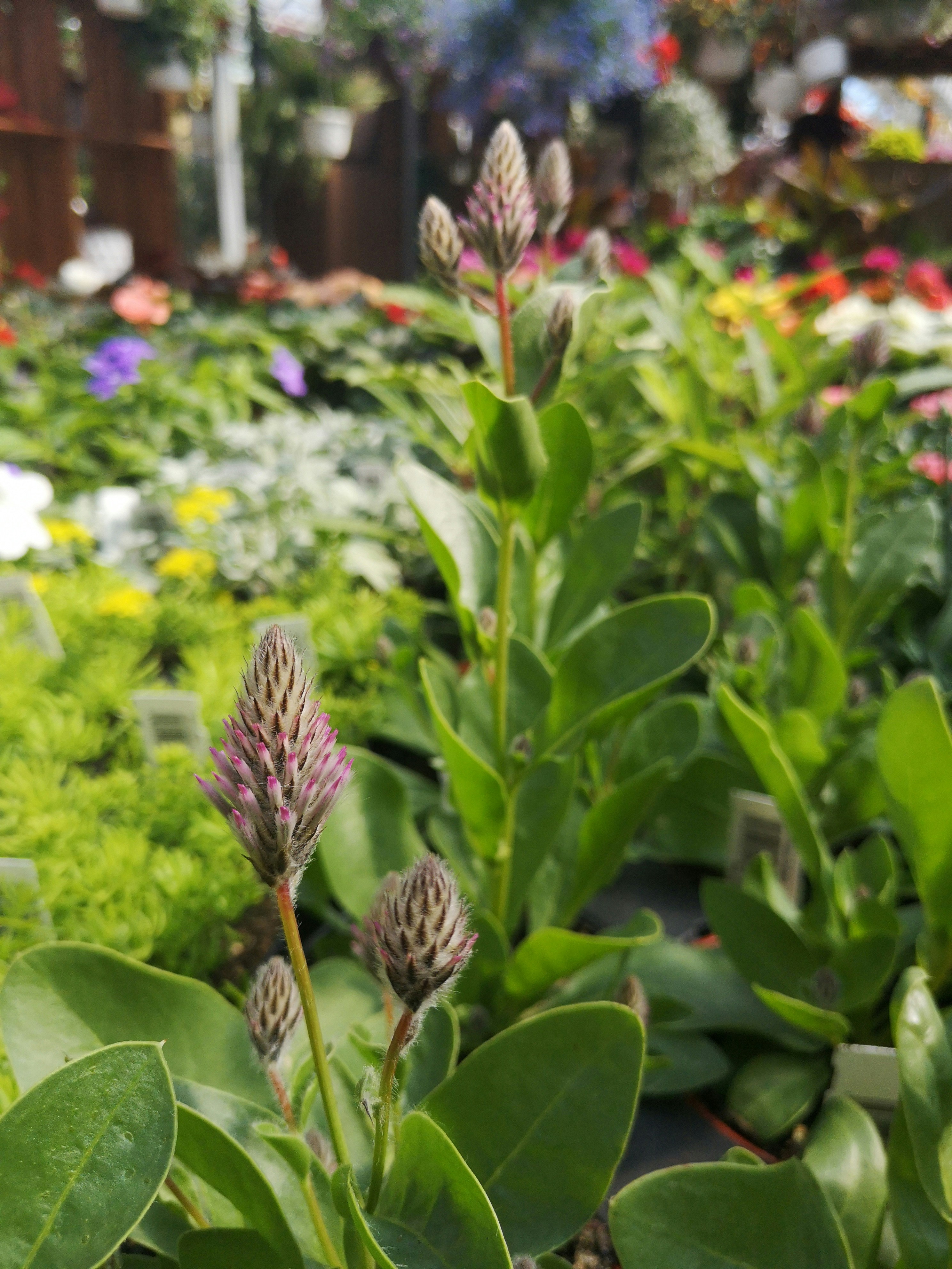 Close-up of Budding Protea in a Garden Paradise