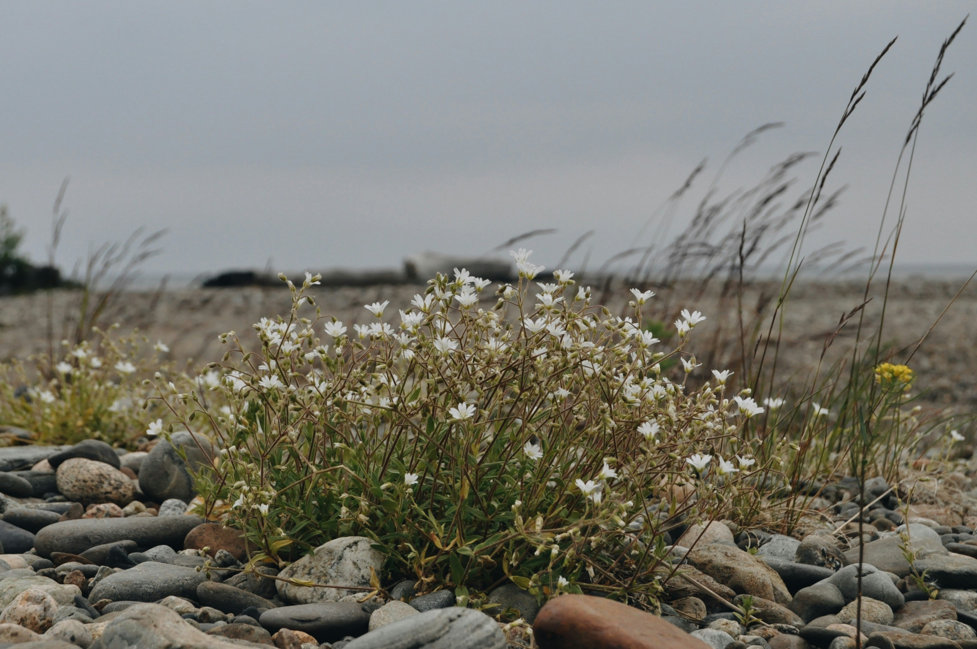 Delicate white flowers bloom among smooth pebbles on a coastal shore, showcasing nature's tenacity against a muted sky.