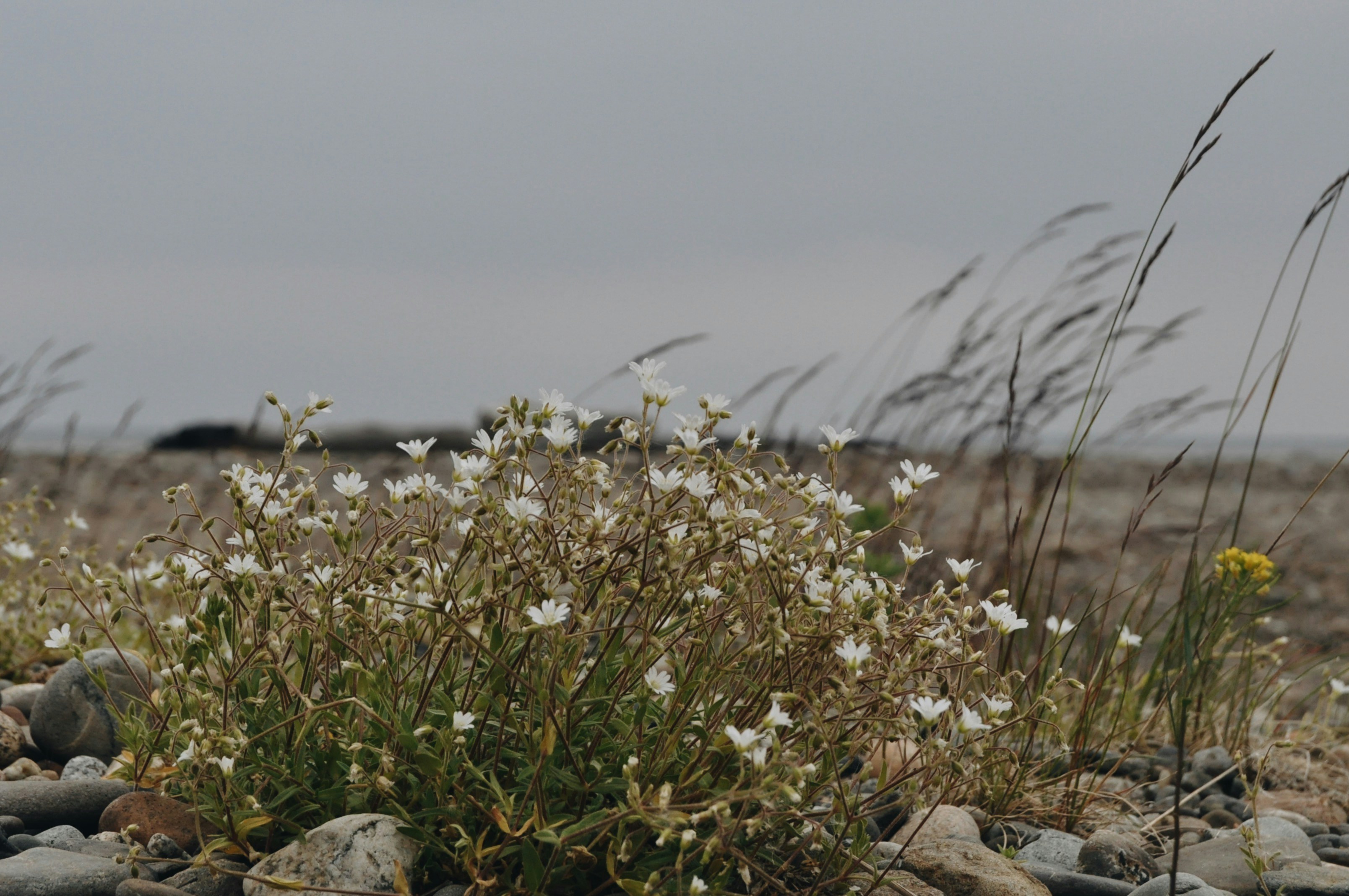 White Blooms at the Pebble Edge: A Dune Portrait