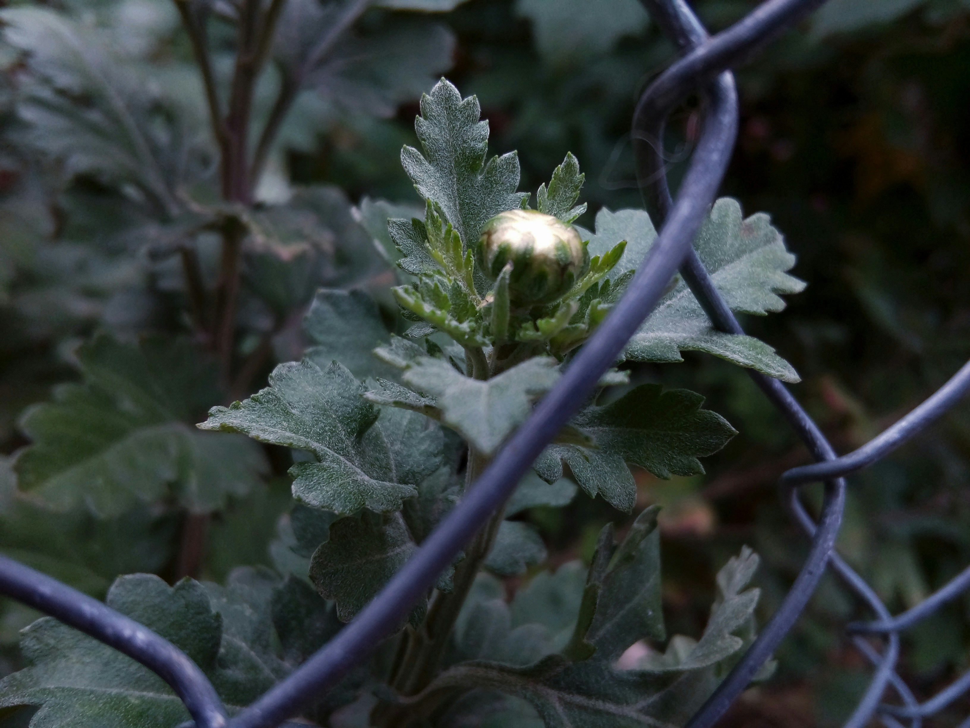 Bud Entangled by Chain-Link: A Close-Up Through Mesh