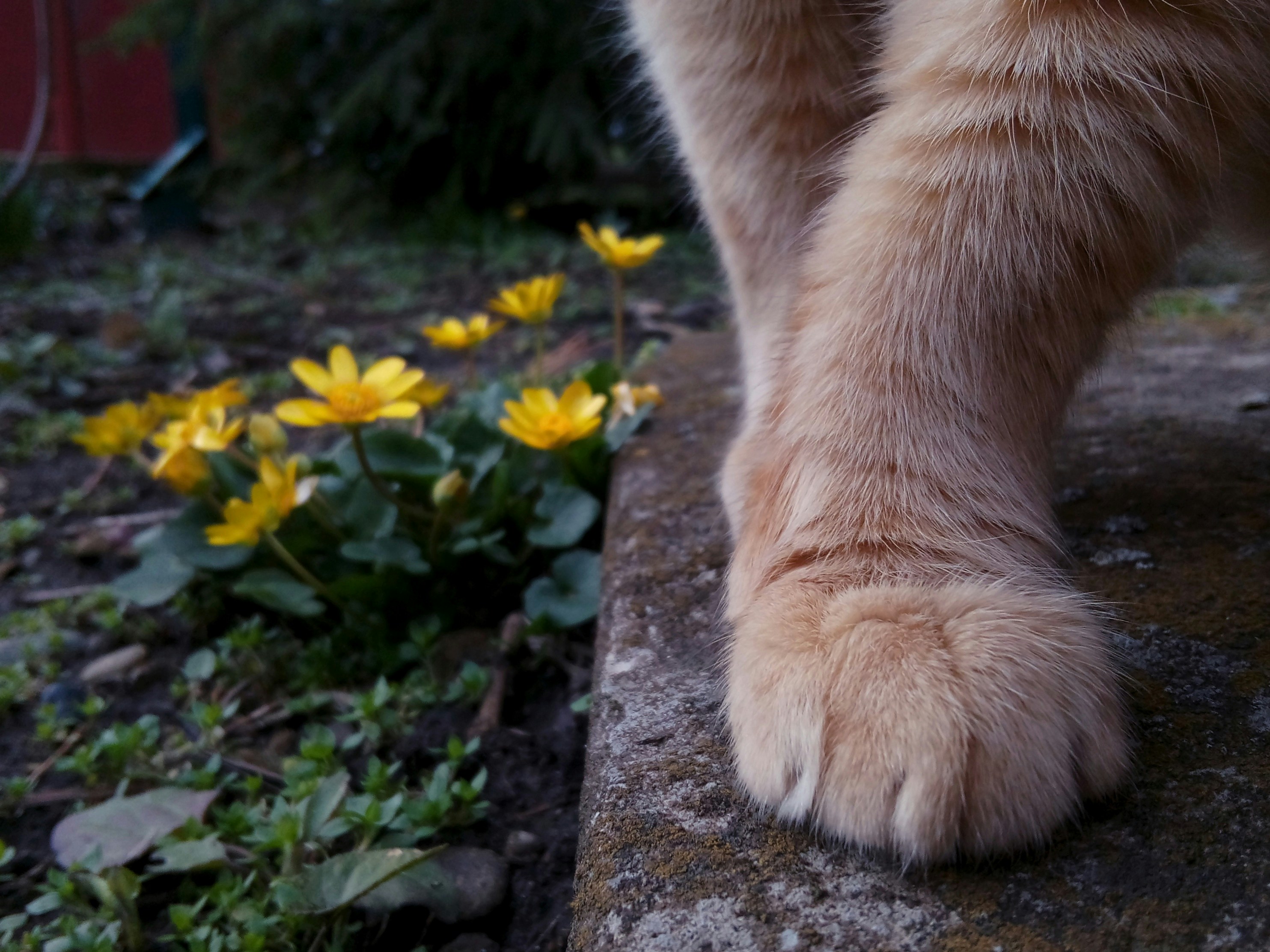 Sunlit Paws Beside Yellow Blooms on a Garden Edge