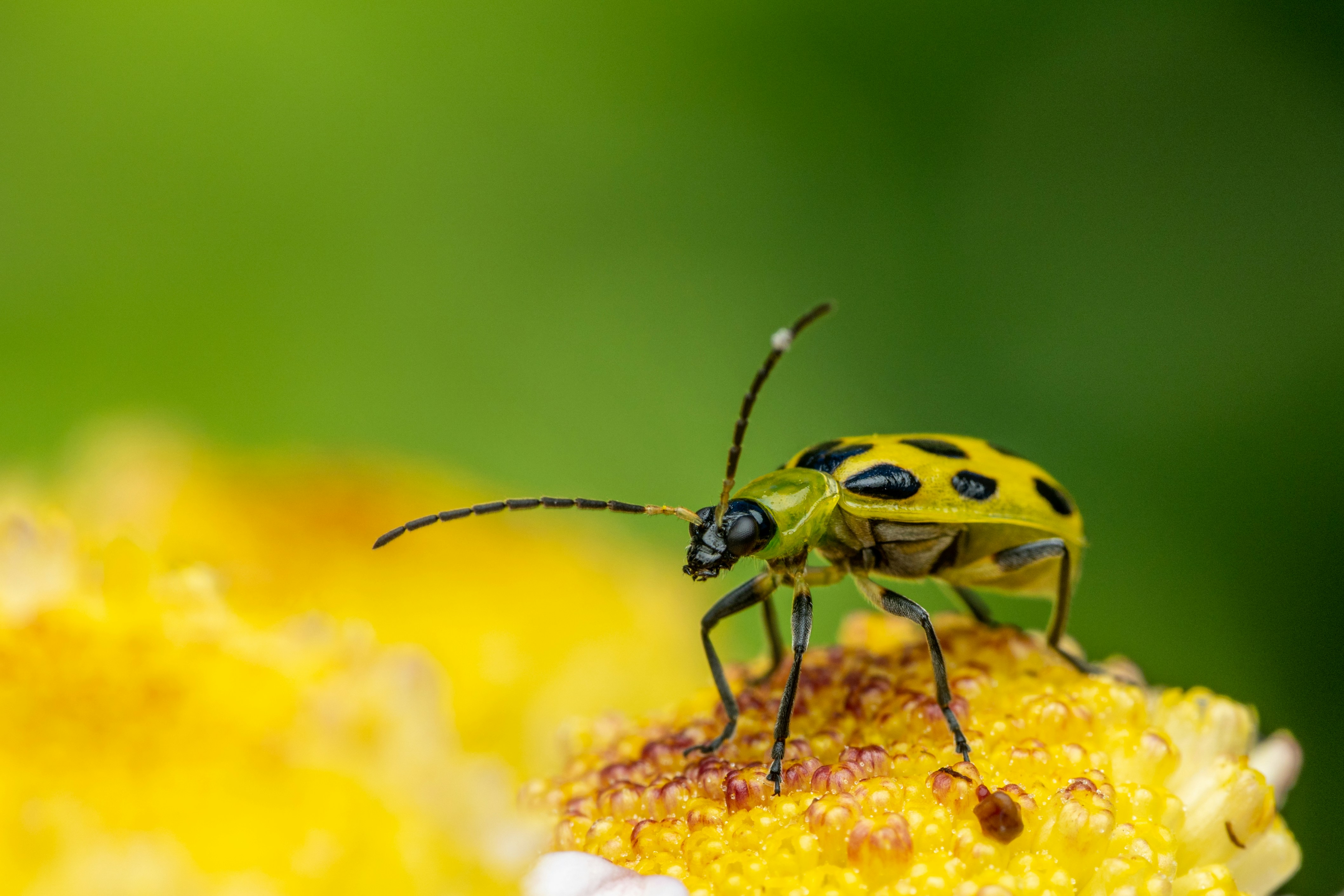 A close up of a bug on a flower photo – Free Green Image on Unsplash