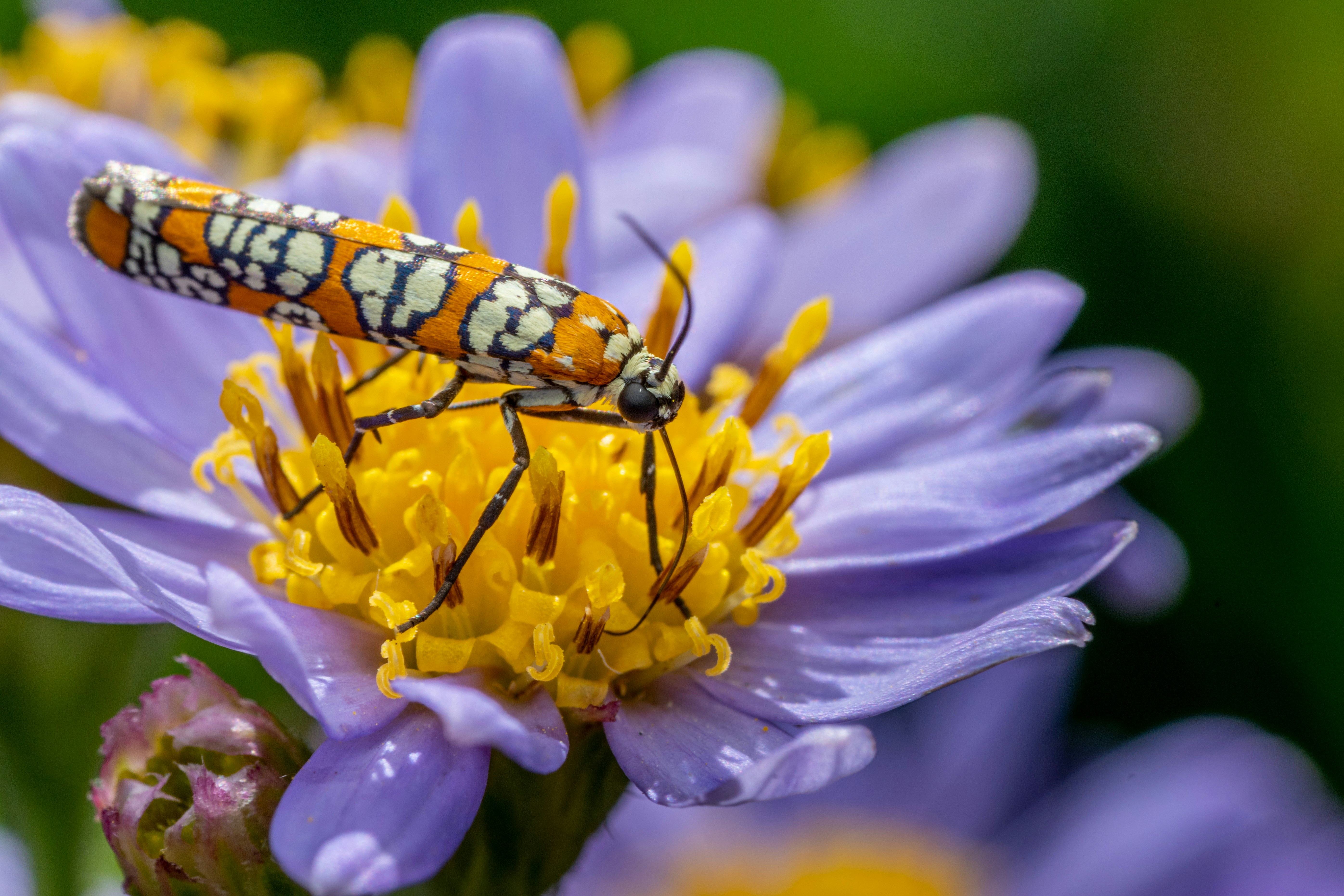 Gros plan d’un insecte sur une fleur photo – Photo Plante Gratuite sur ...