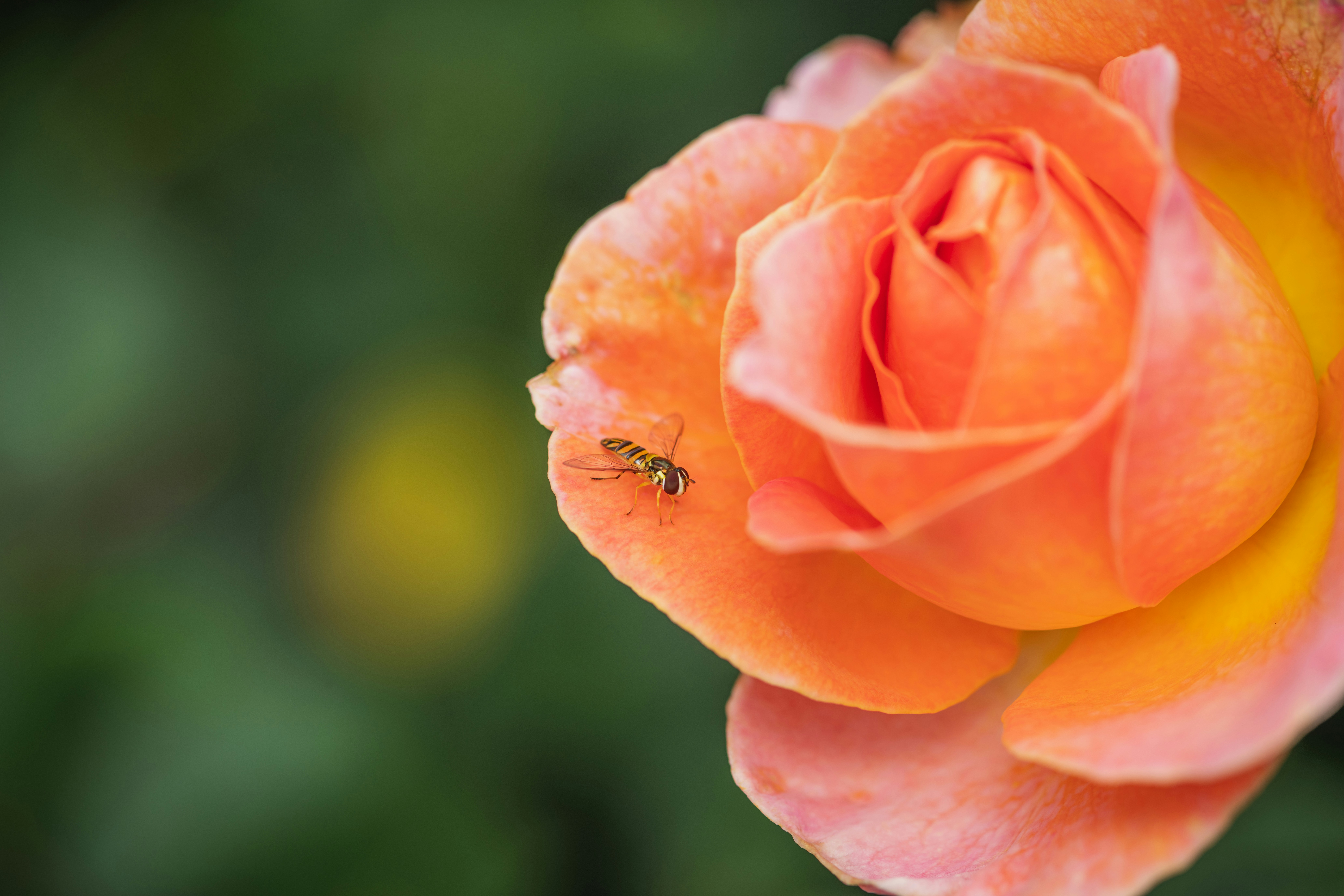Close-Up of a Coral Rose with a Busy Bee