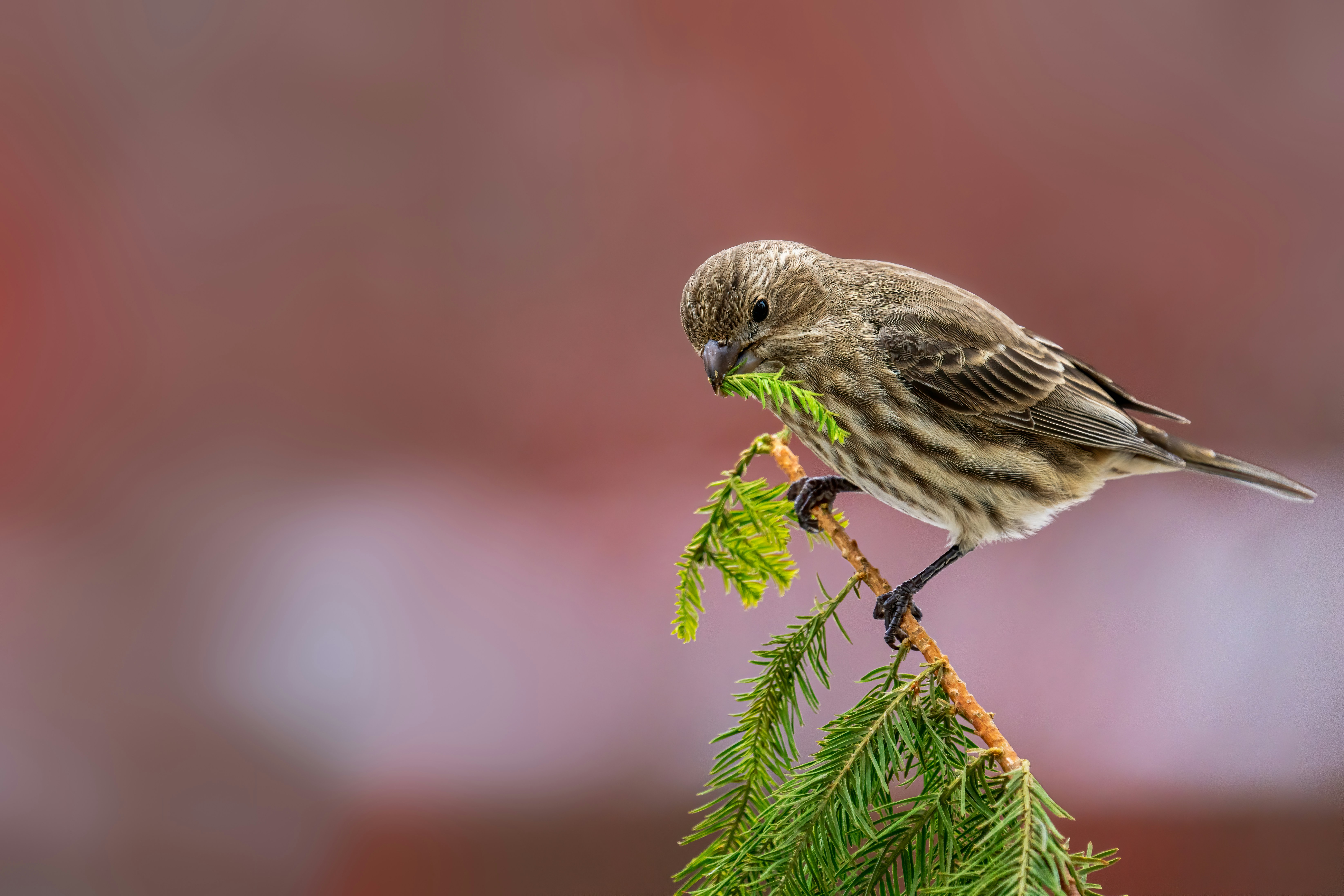 Tiny Hunter on a Pine Needle