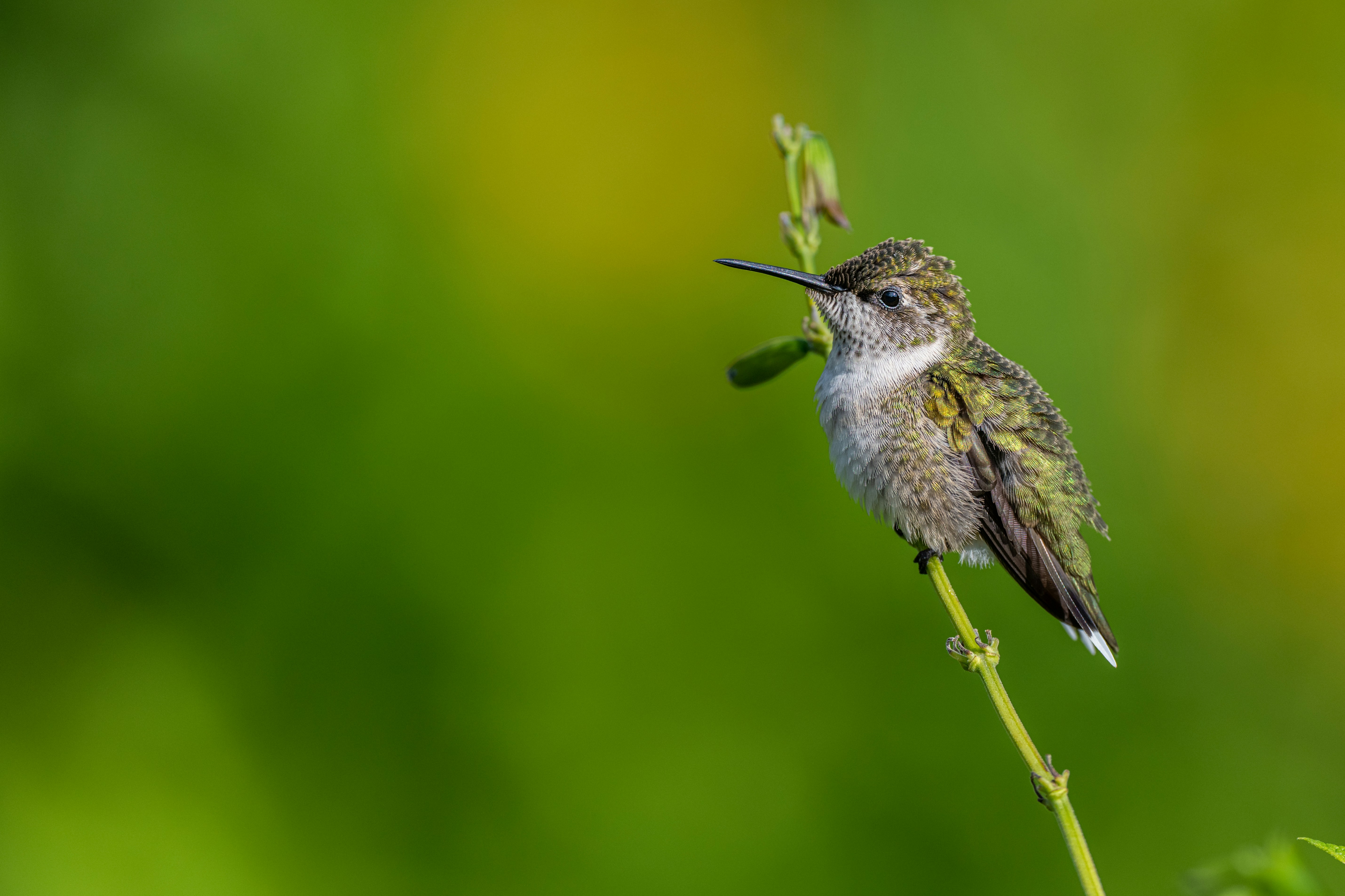 Foto Un colibrí sentado en una rama con el pico abierto – Imagen Animal ...