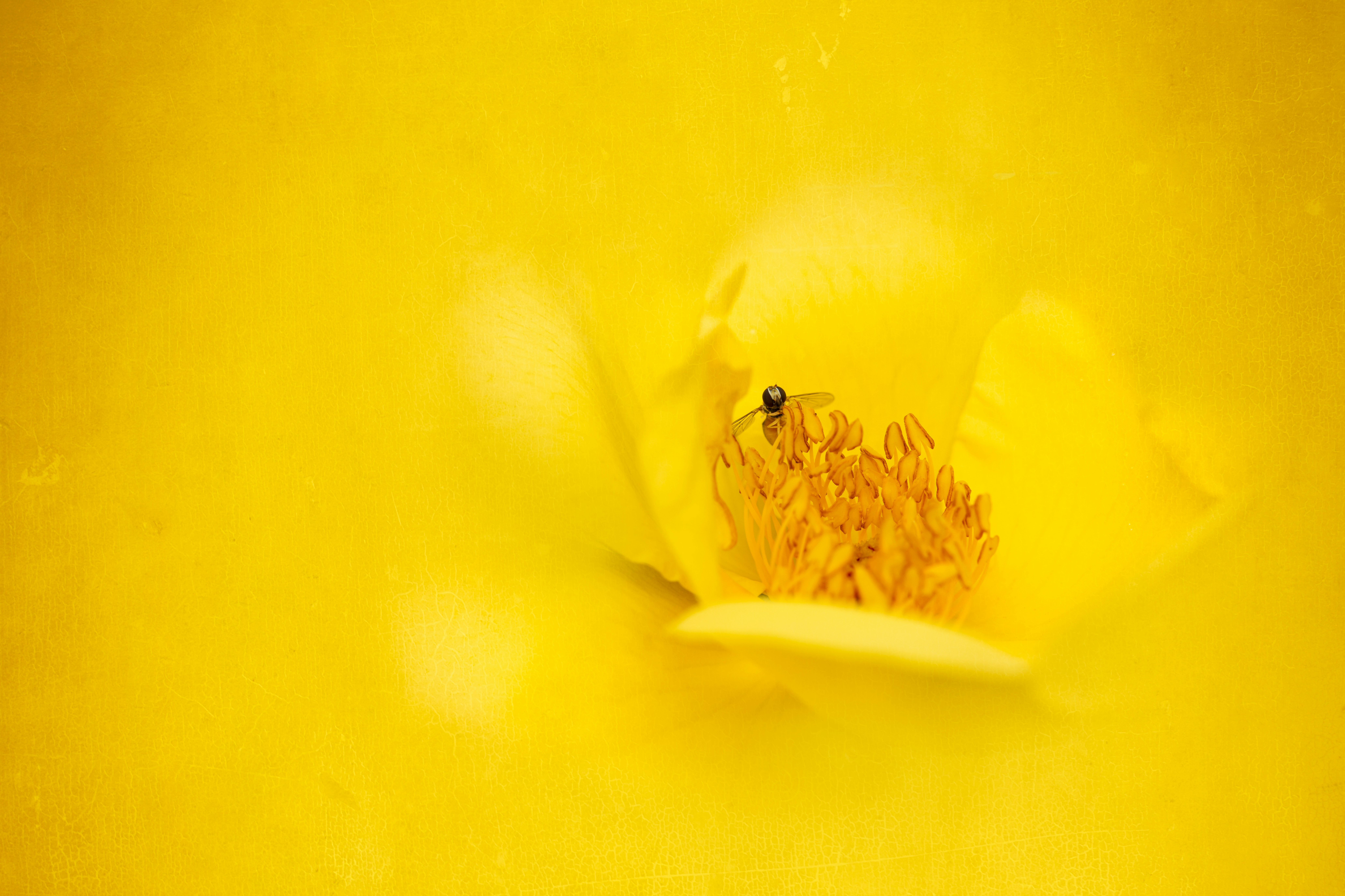 a yellow flower with a bee inside of it