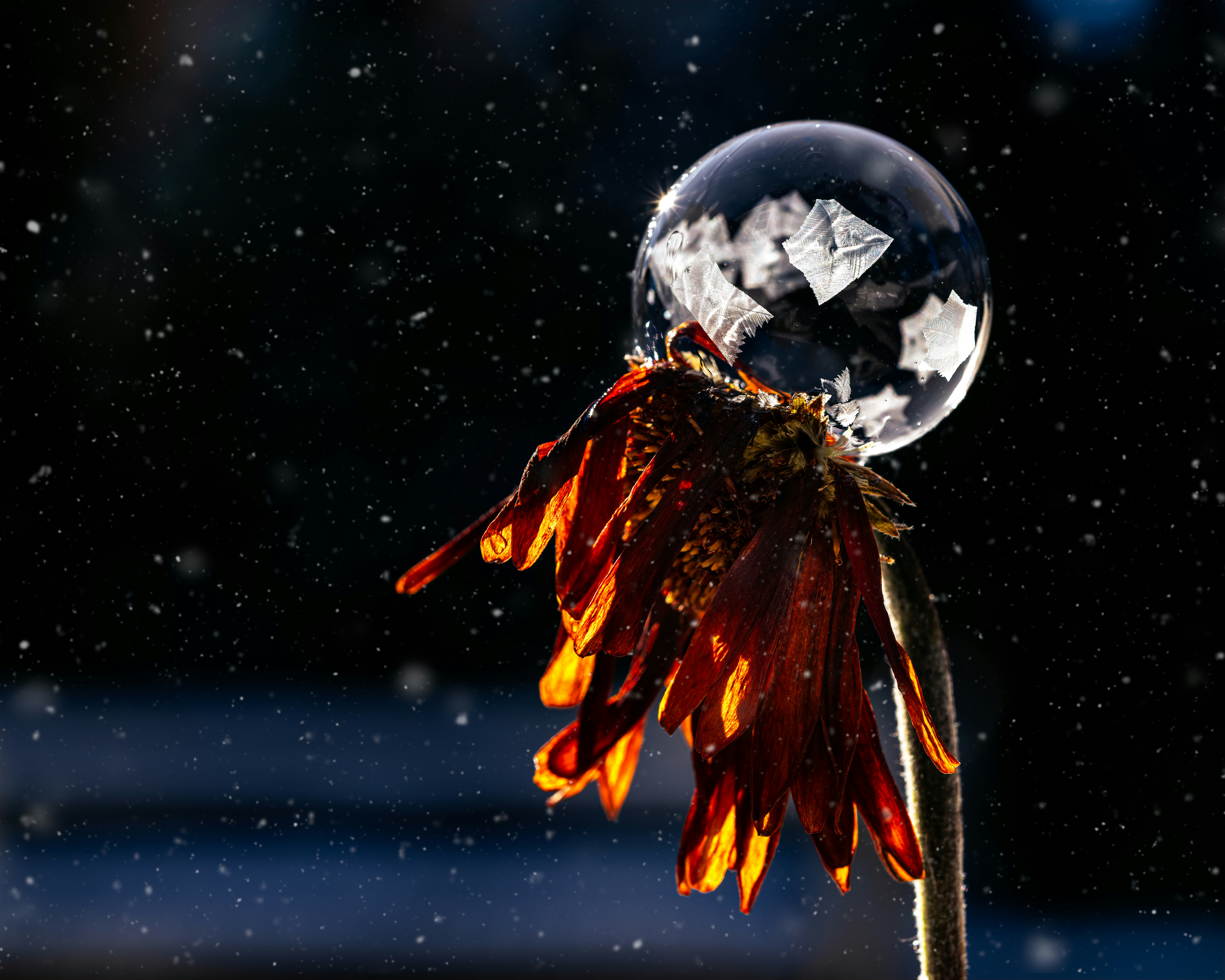 Frozen Bloom: A Snow of Glass on a Withered Petal