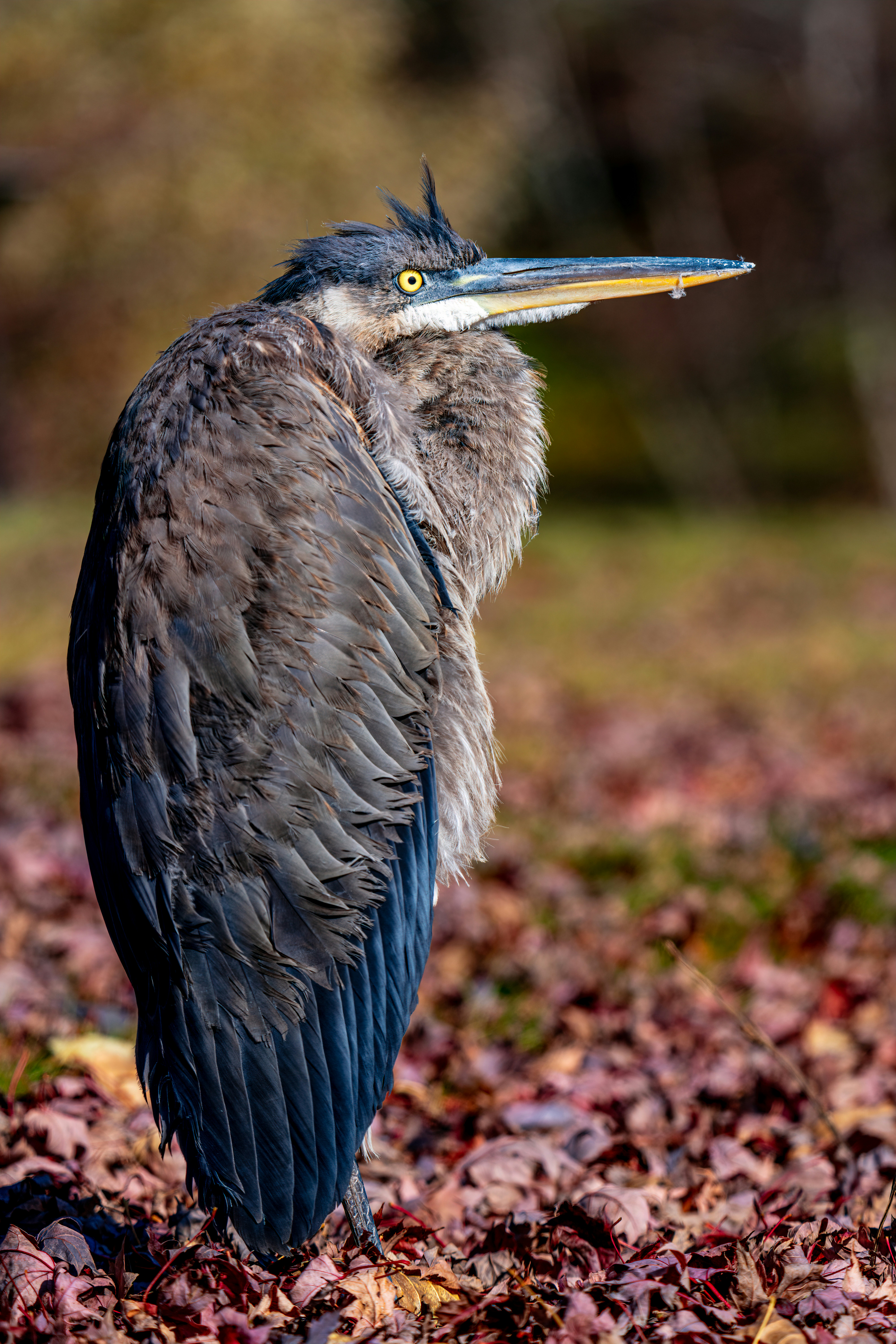 Foto zum Thema Ein Vogel mit einem langen Schnabel, der auf einem ...