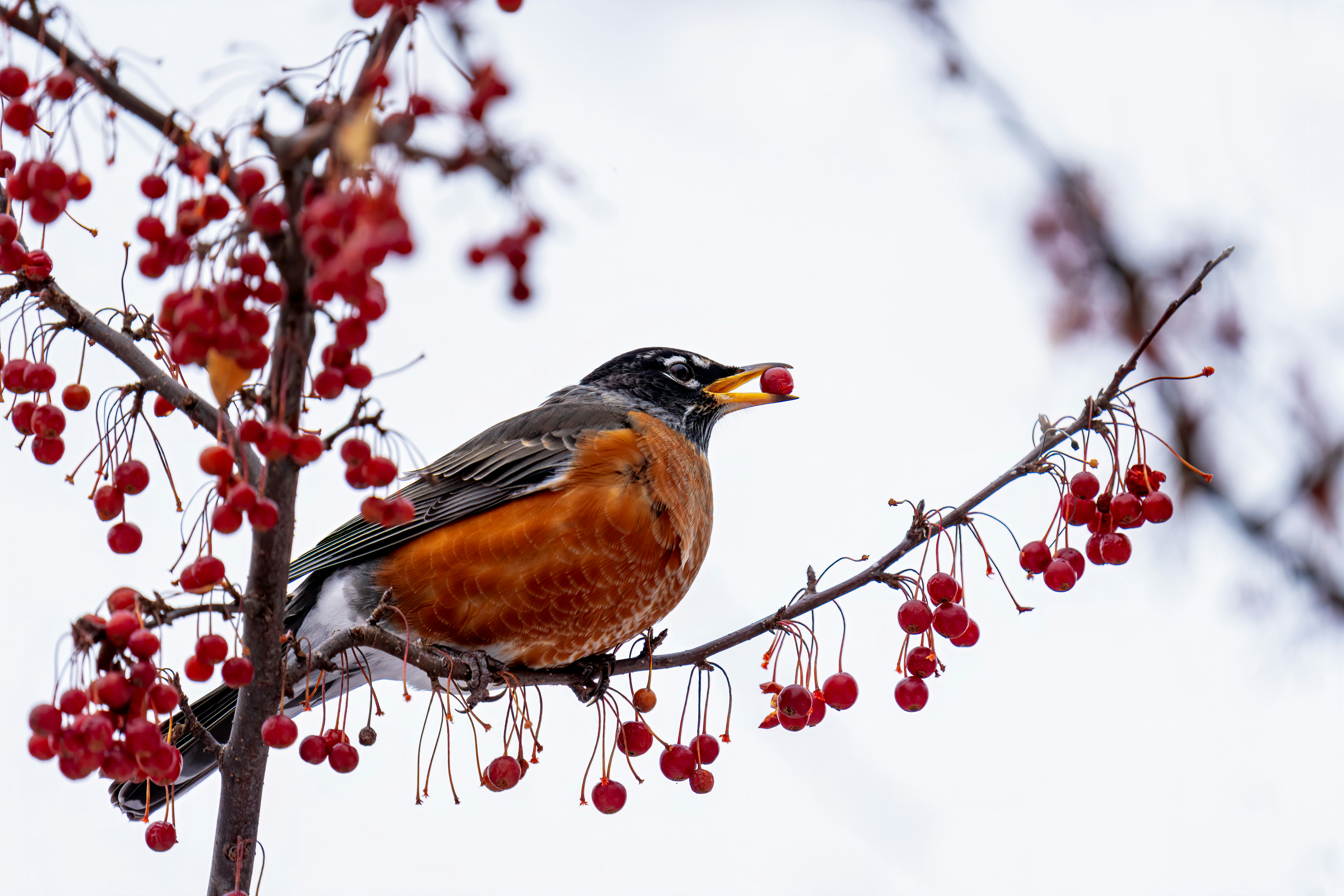 Robin on Scarlet Berries: Winter Branch Portrait