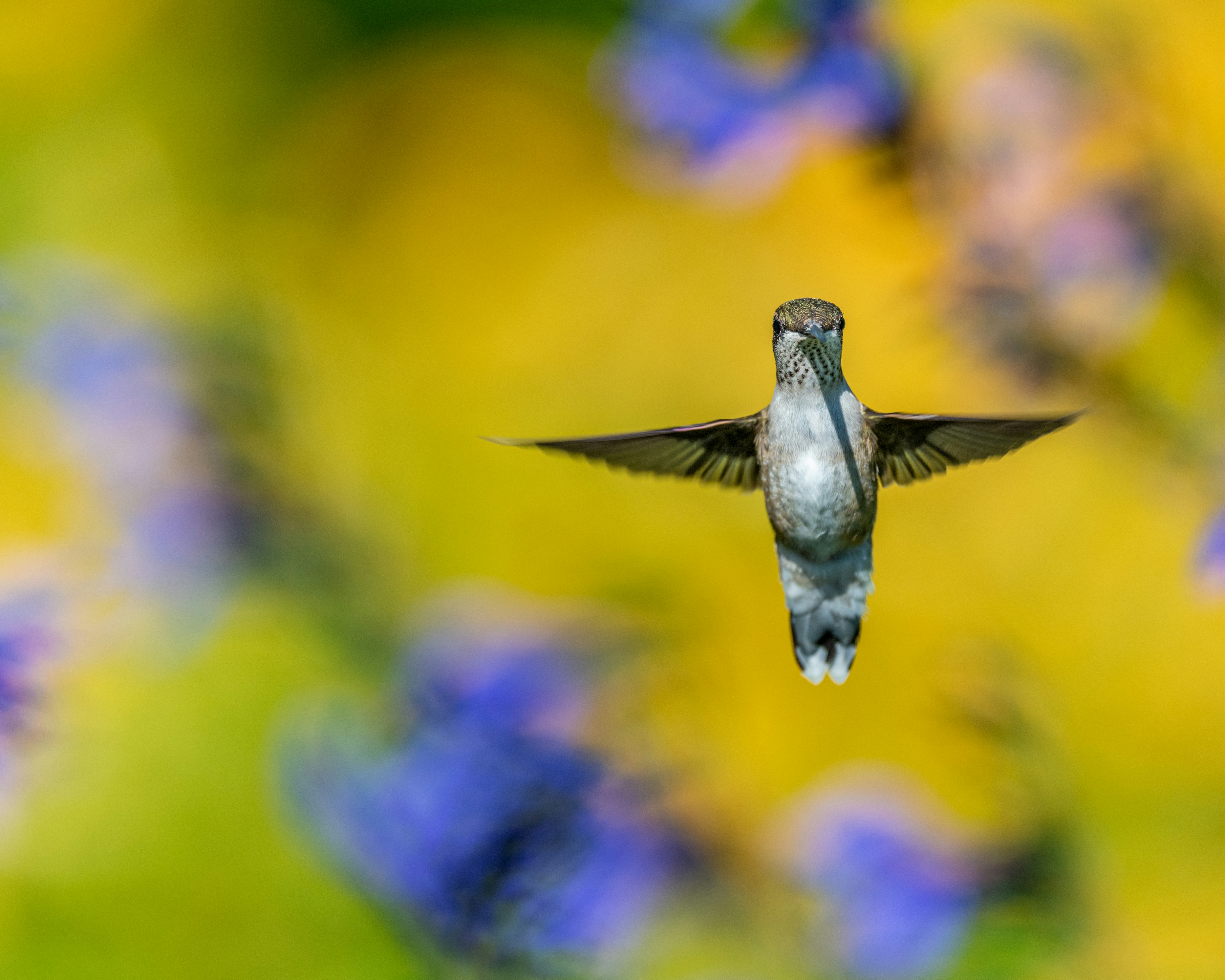 Foto Un colibrí volando a través de un campo de flores azules y ...