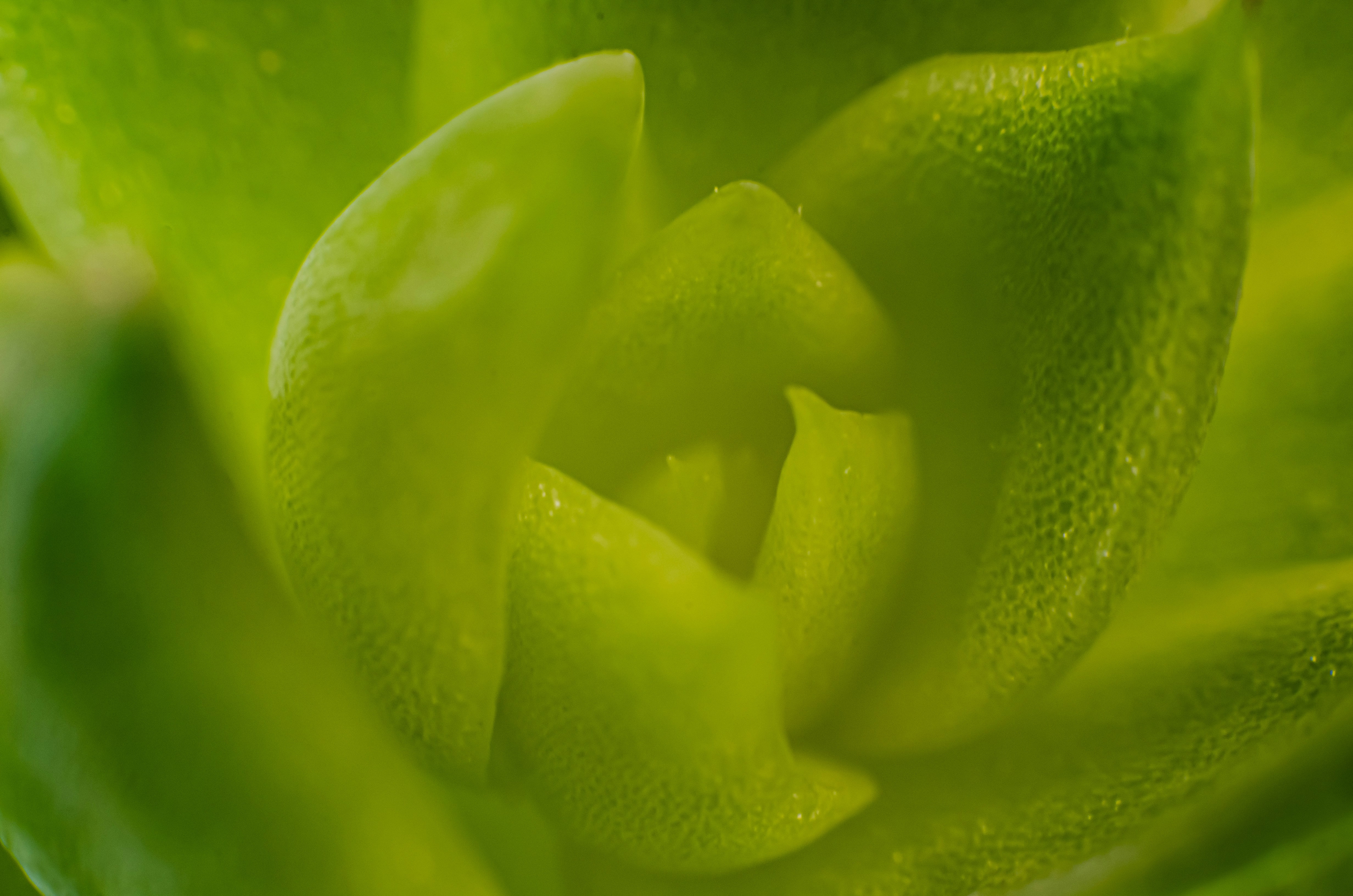 Verdant Spiral: Close-Up of a Green Succulent Whorl