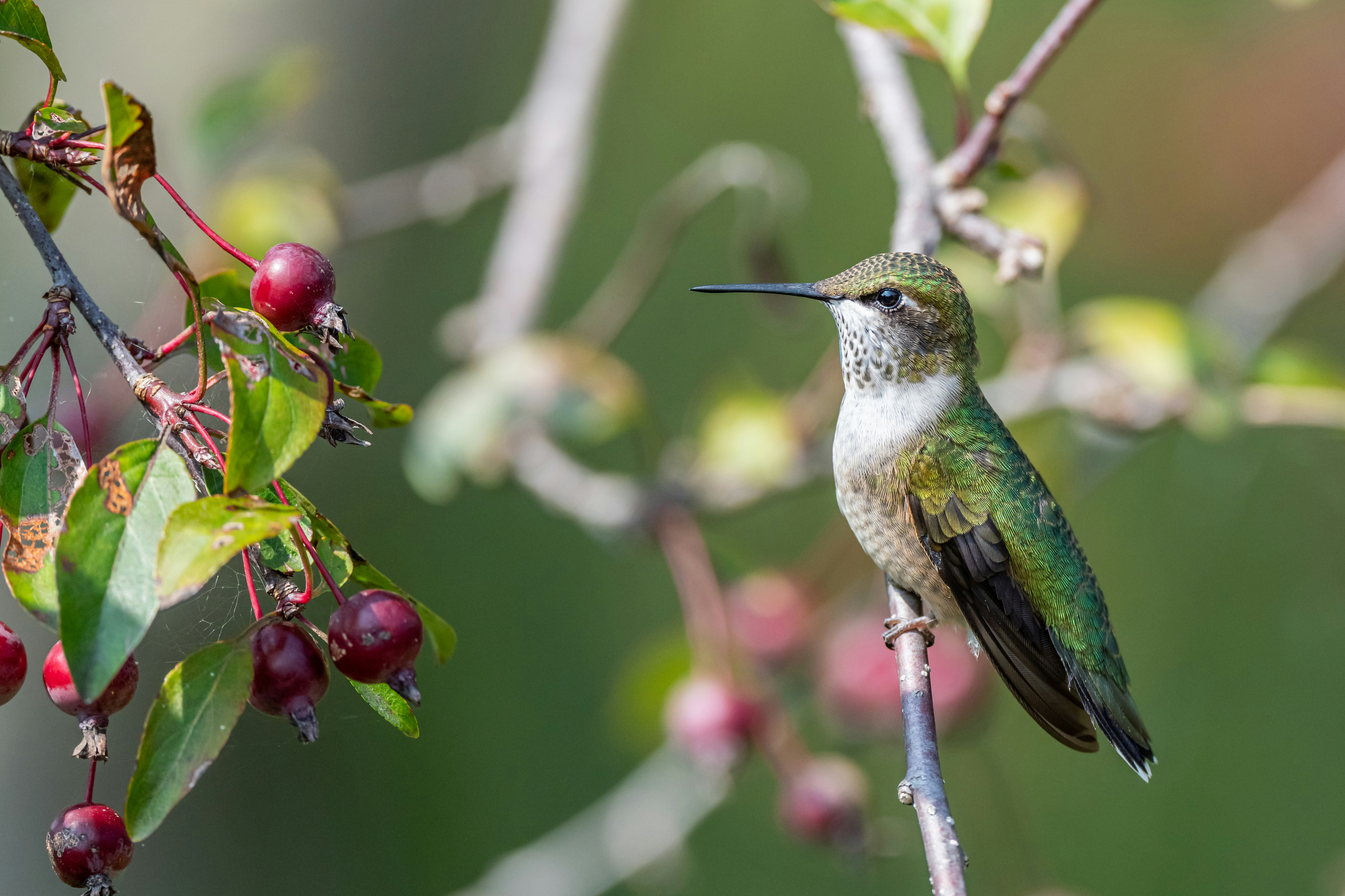A hummingbird perches on a branch with berries photo – Free Green Image ...