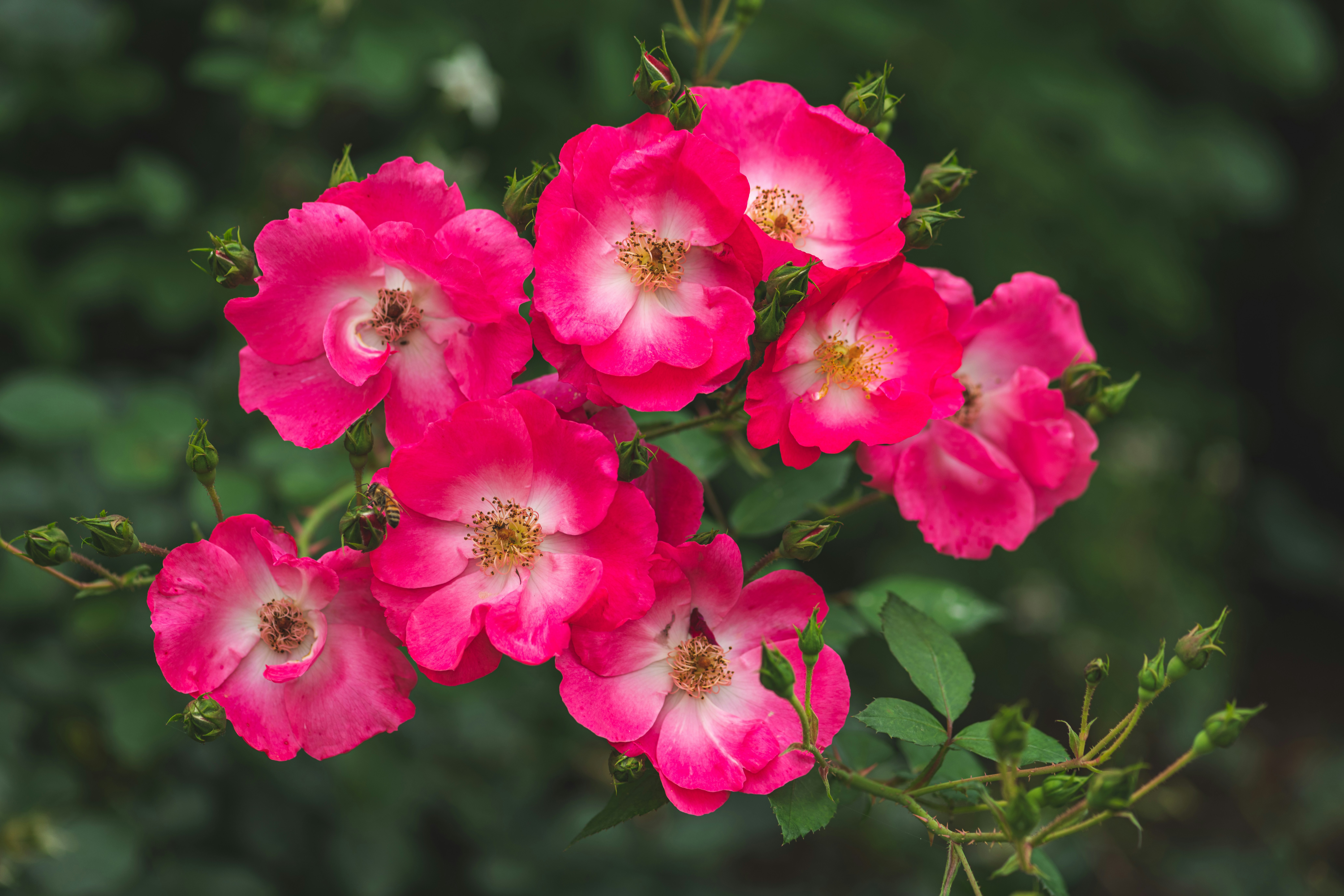 Un bouquet de fleurs roses qui fleurissent photo – Photo Plante ...