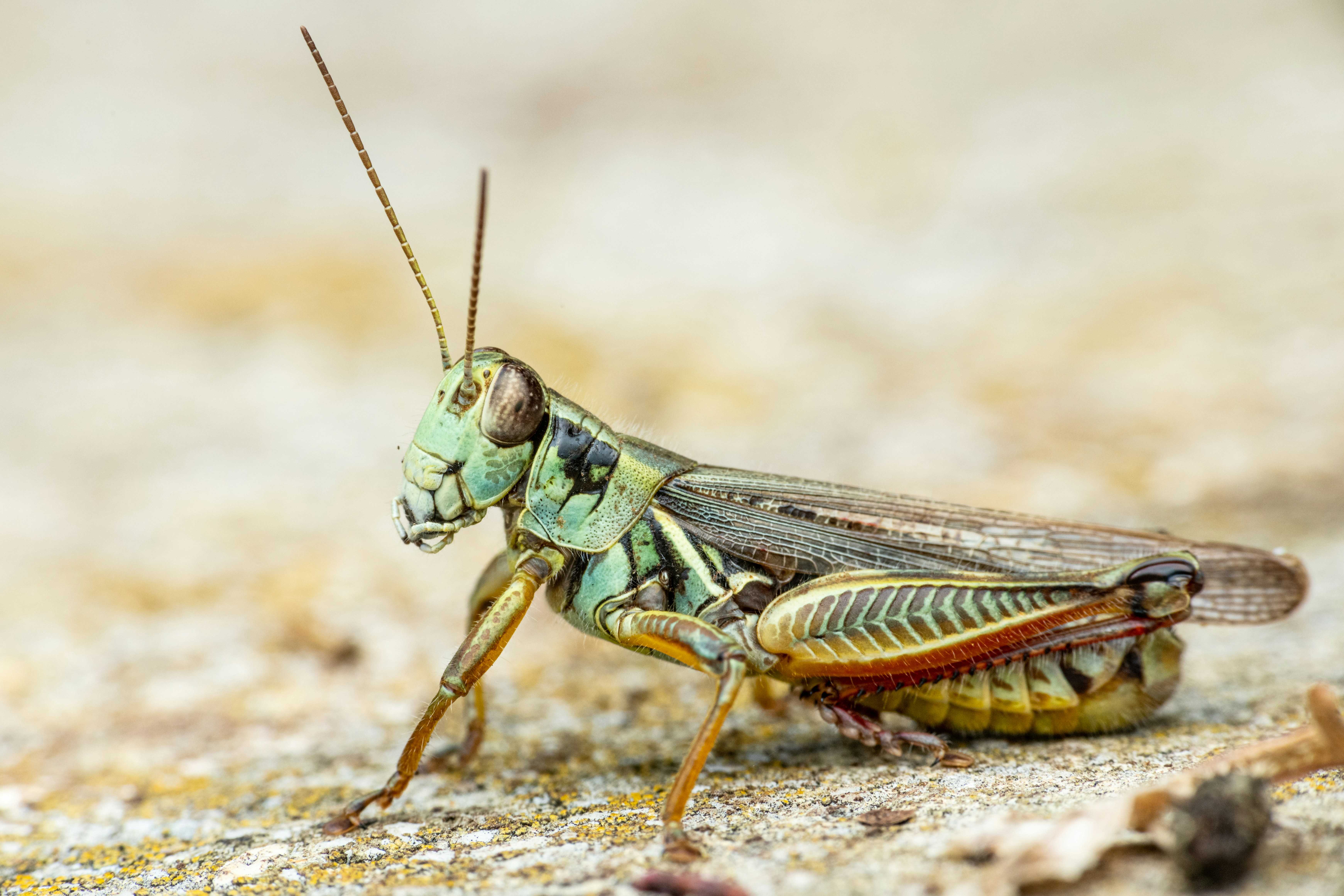 Close-up of a grasshopper showcasing its detailed anatomy and vibrant coloration against a natural background.