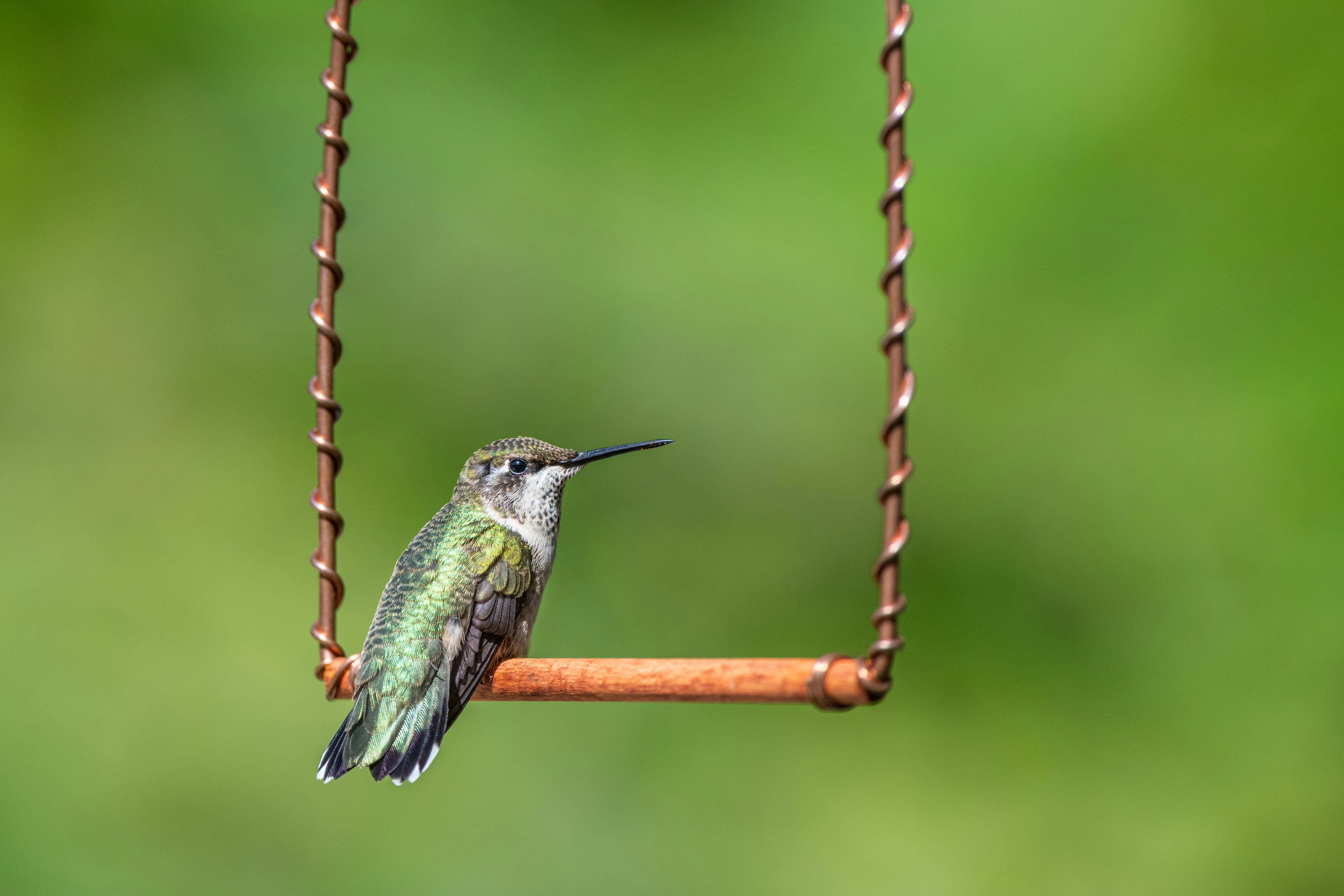 A hummingbird perches on a branch in front of a green background photo ...