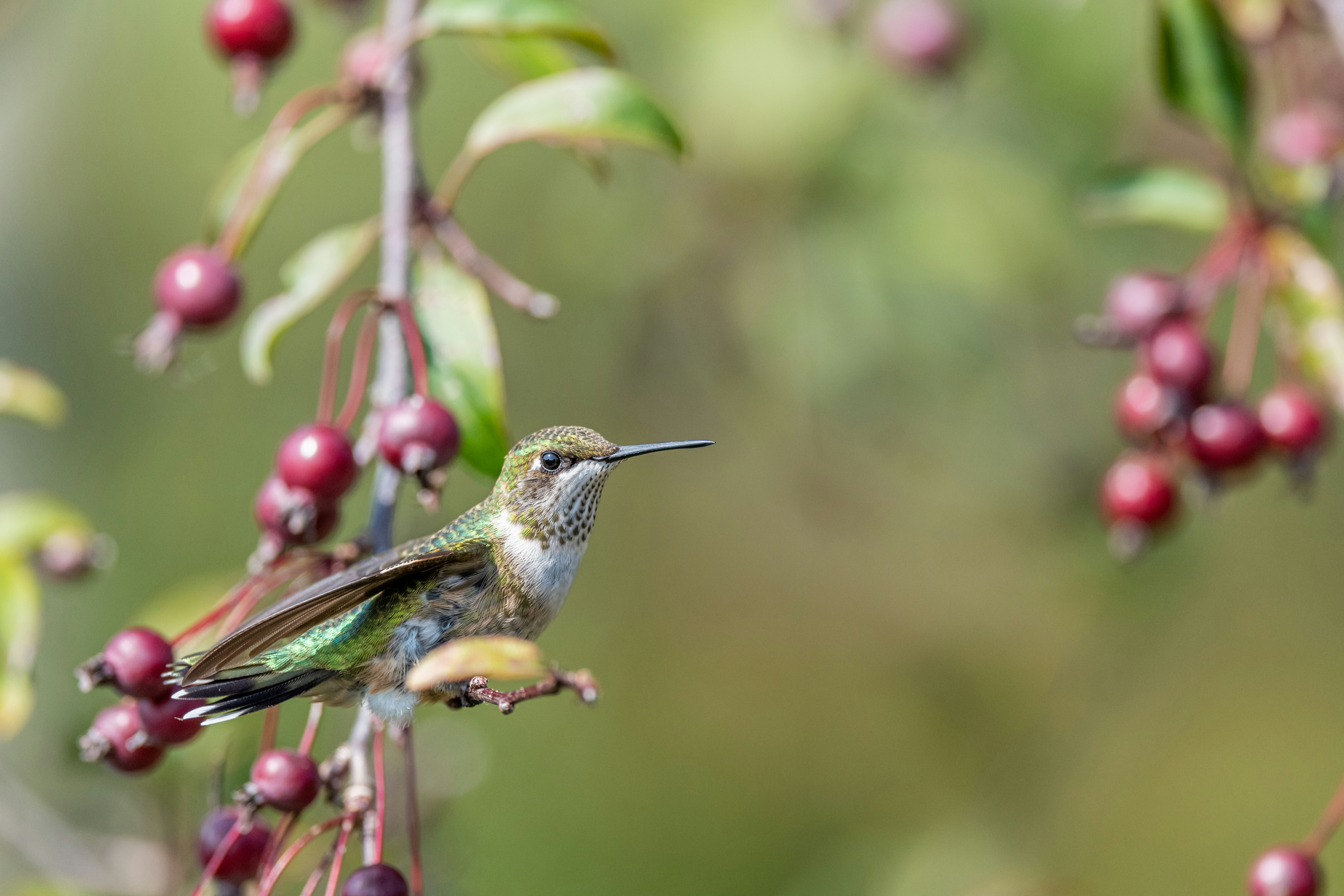 A hummingbird perches on a branch with berries photo – Free Grey Image ...
