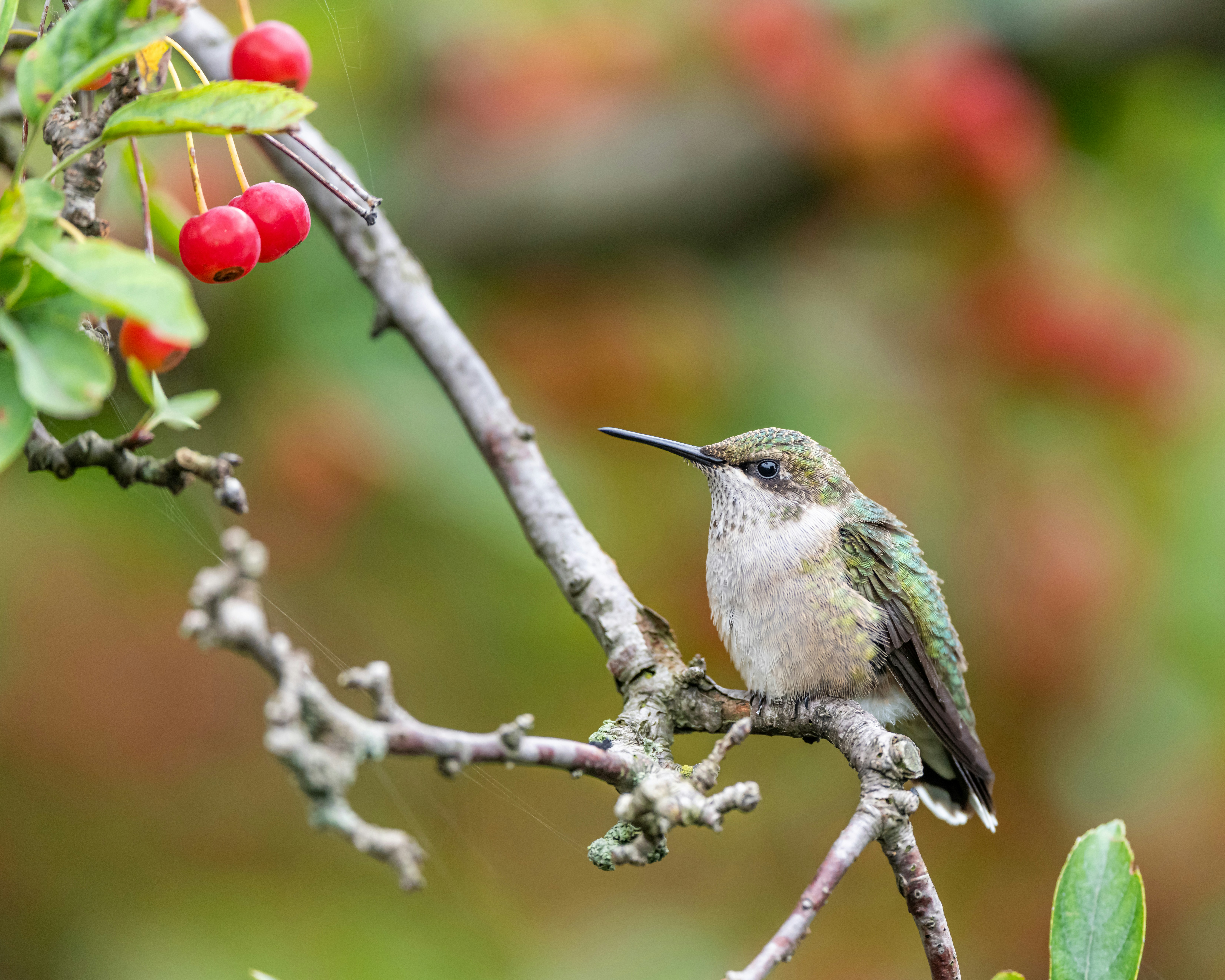 A small bird perched on a tree branch photo – Free Bird Image on Unsplash