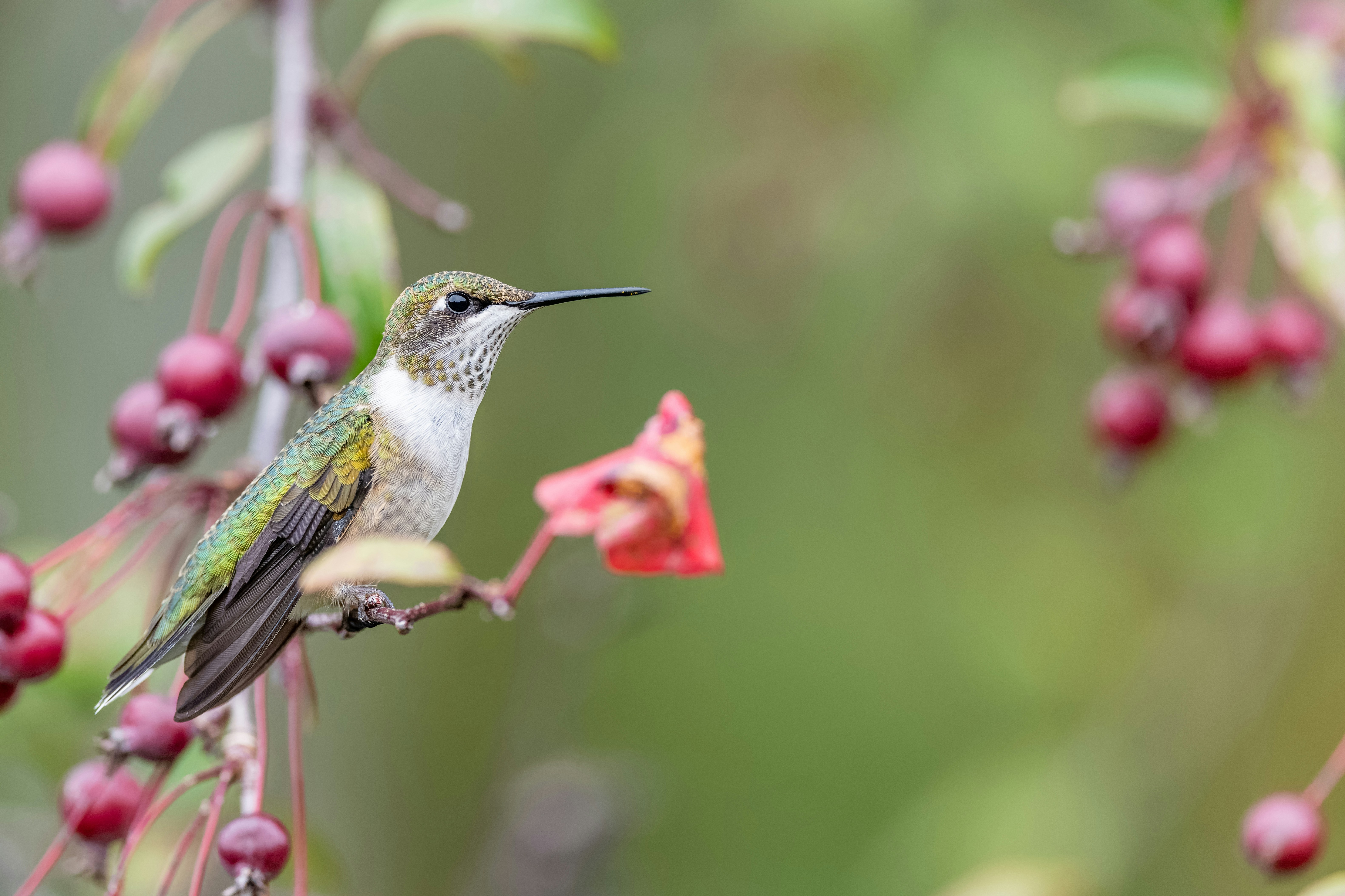 A hummingbird perches on a branch with berries photo – Free Animal ...