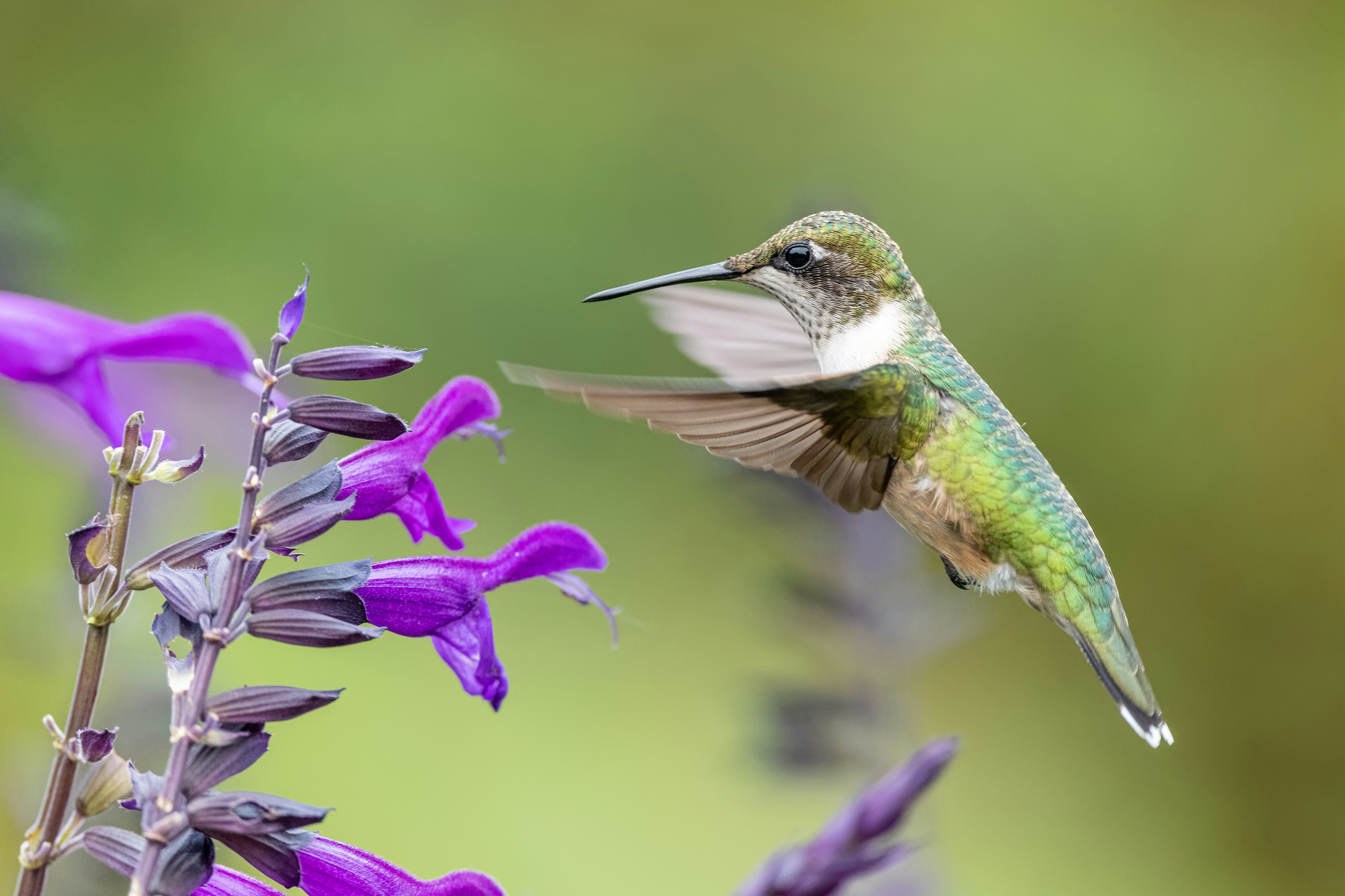 Hummingbird hovering near vibrant purple flowers, showcasing its iridescent feathers against a soft, blurred background.